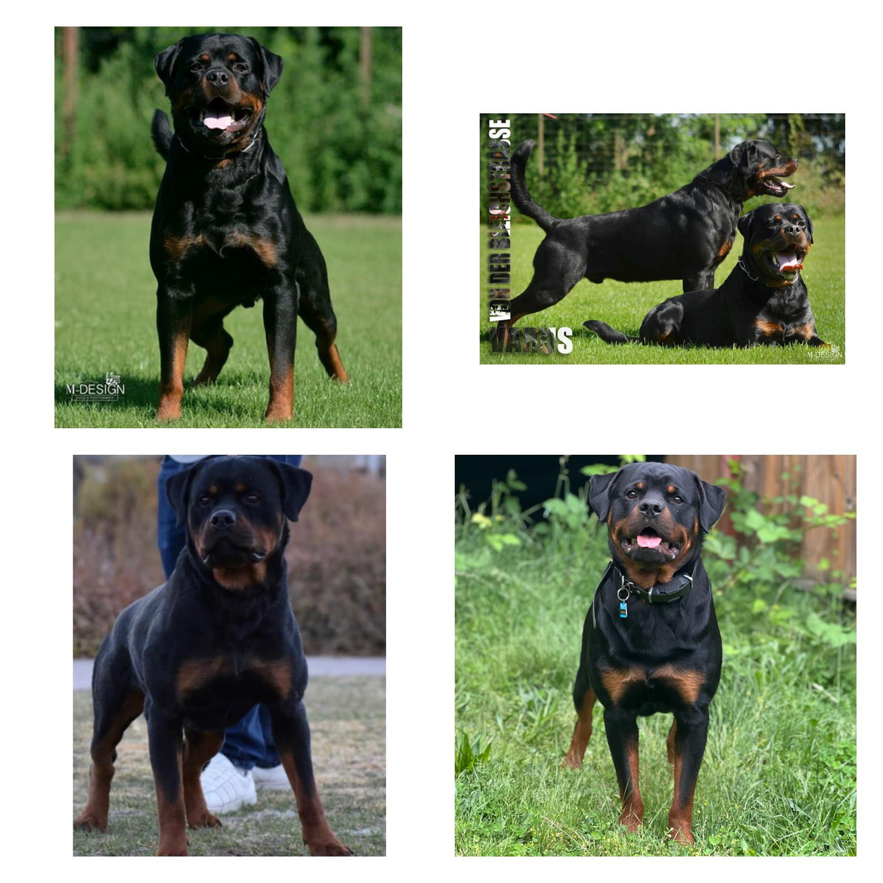 Three different generations. Grandpa, Dad, and my pup | Scrolller