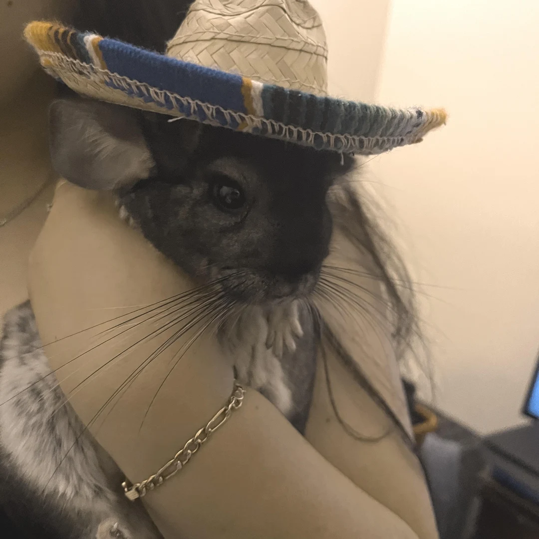 Chinchilla wearing a sombrero 🤠 | Scrolller
