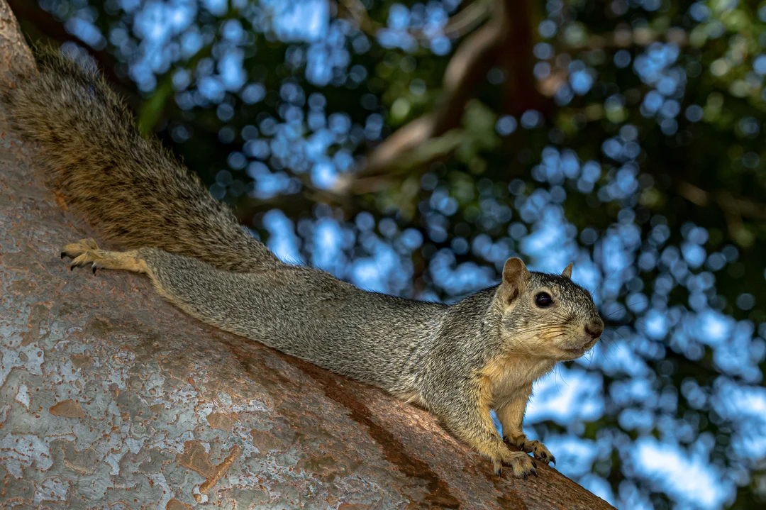 Squirrel | Scrolller