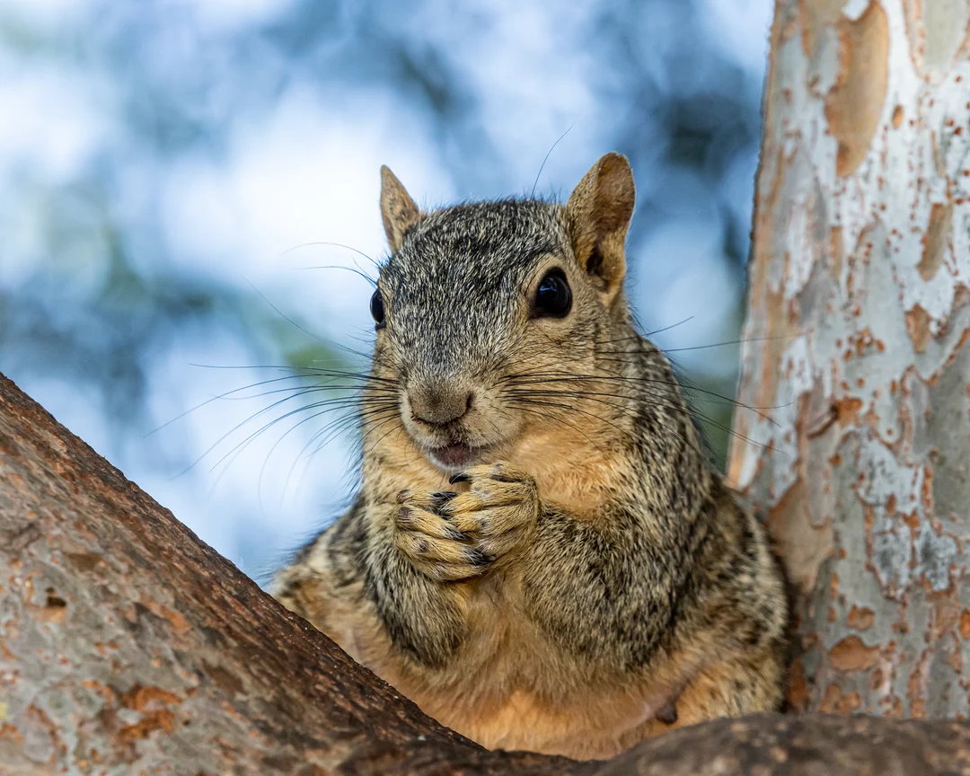 Mother Squirrel | Scrolller
