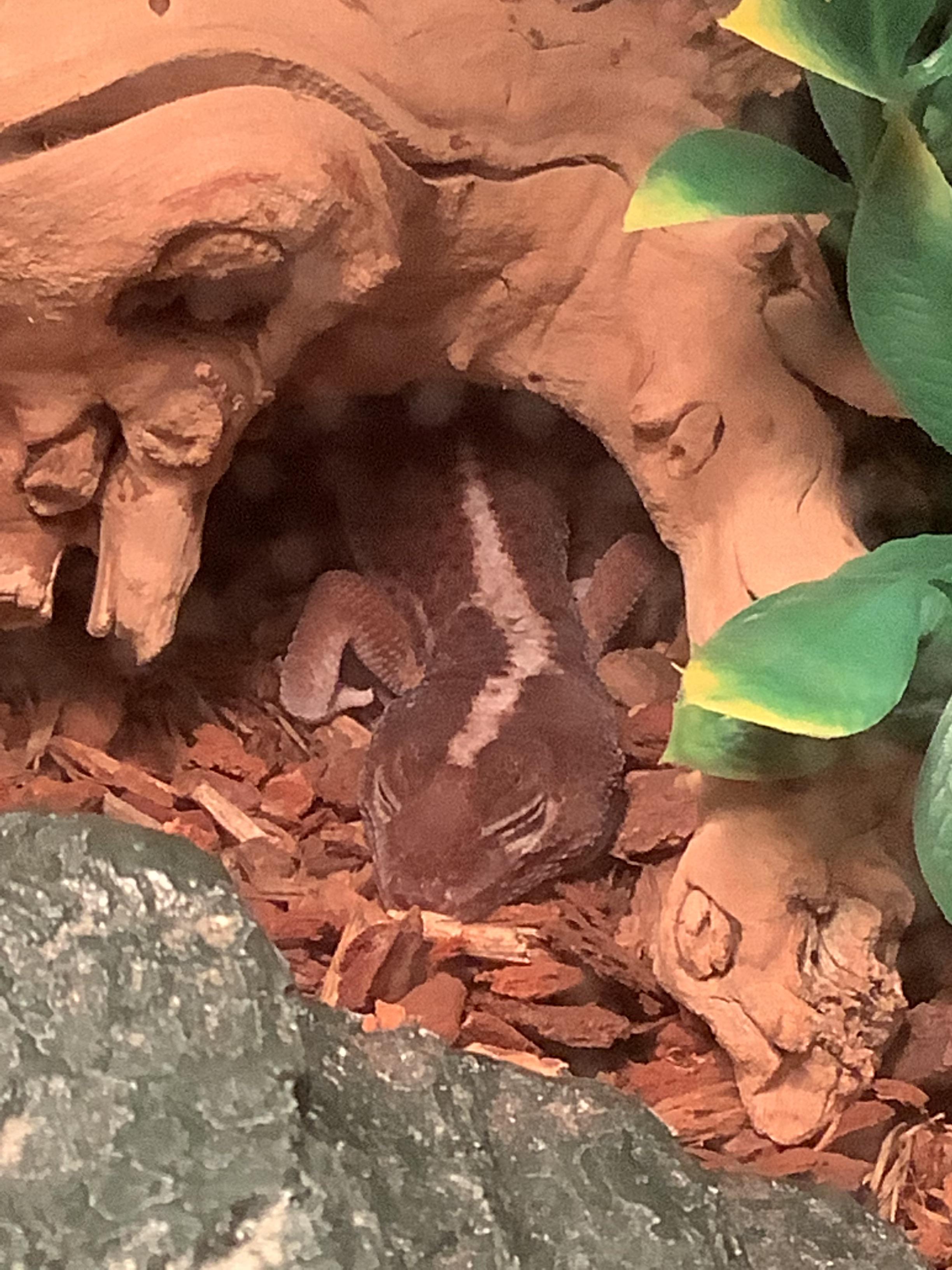 Bum loves his new enclosure 💕 here’s him doing big sleep | Scrolller