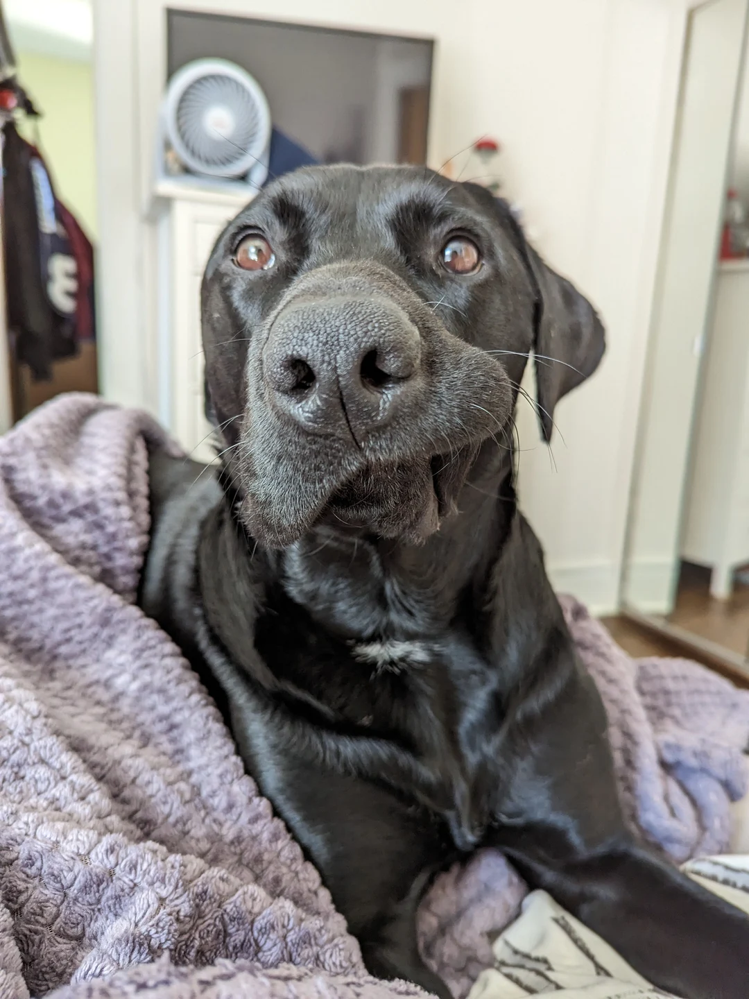 Resting derp face | Scrolller