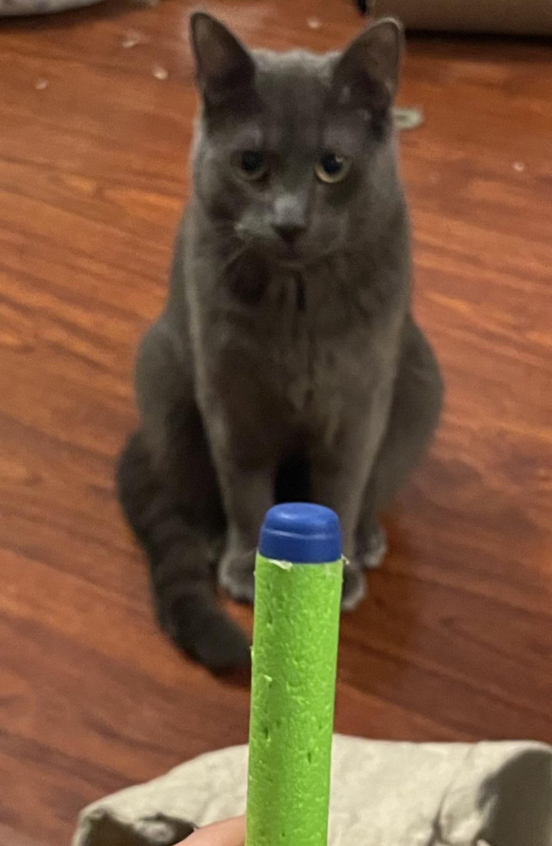 This gentleman is obsessed with playing fetch with nerf darts | Scrolller