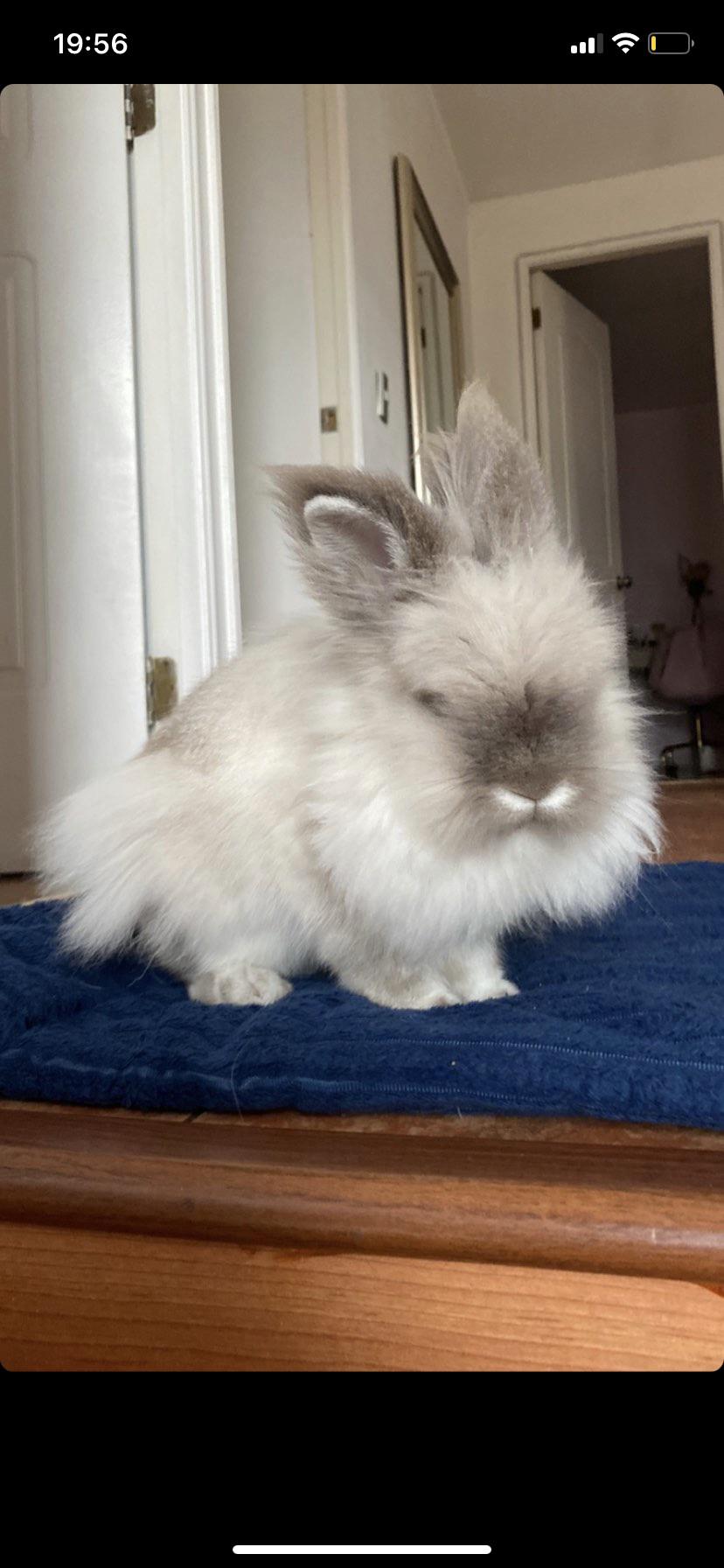 Tips on introducing new pets? | Scrolller