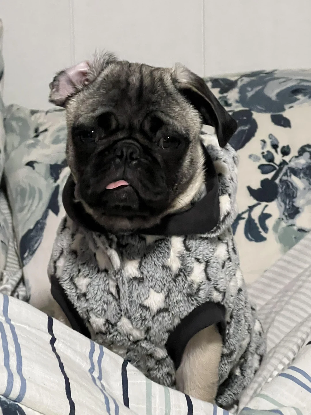 Bobby the sleepy pug | Scrolller