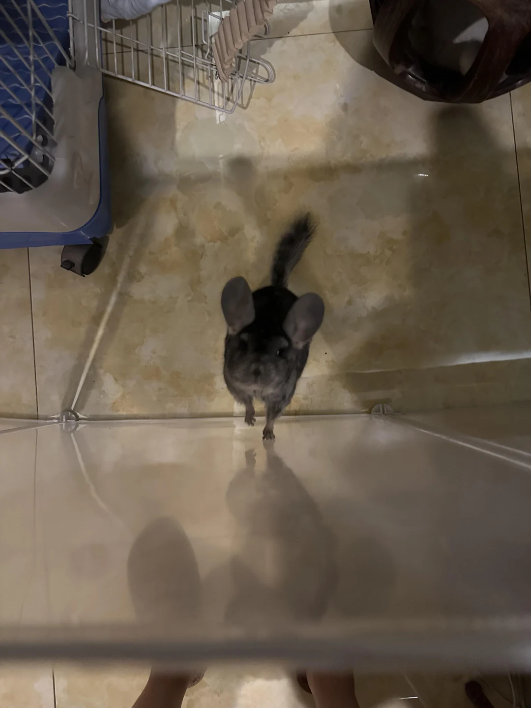 Update on my chinchilla with malocclusion | Scrolller