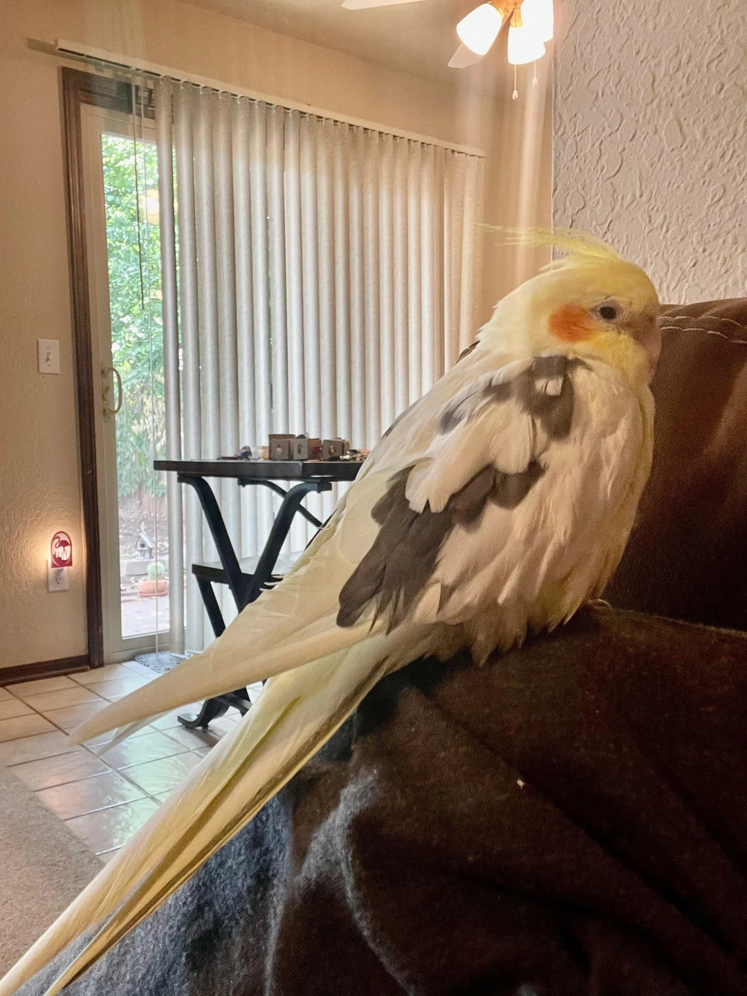 My little Lemoncello seems so happy | Scrolller