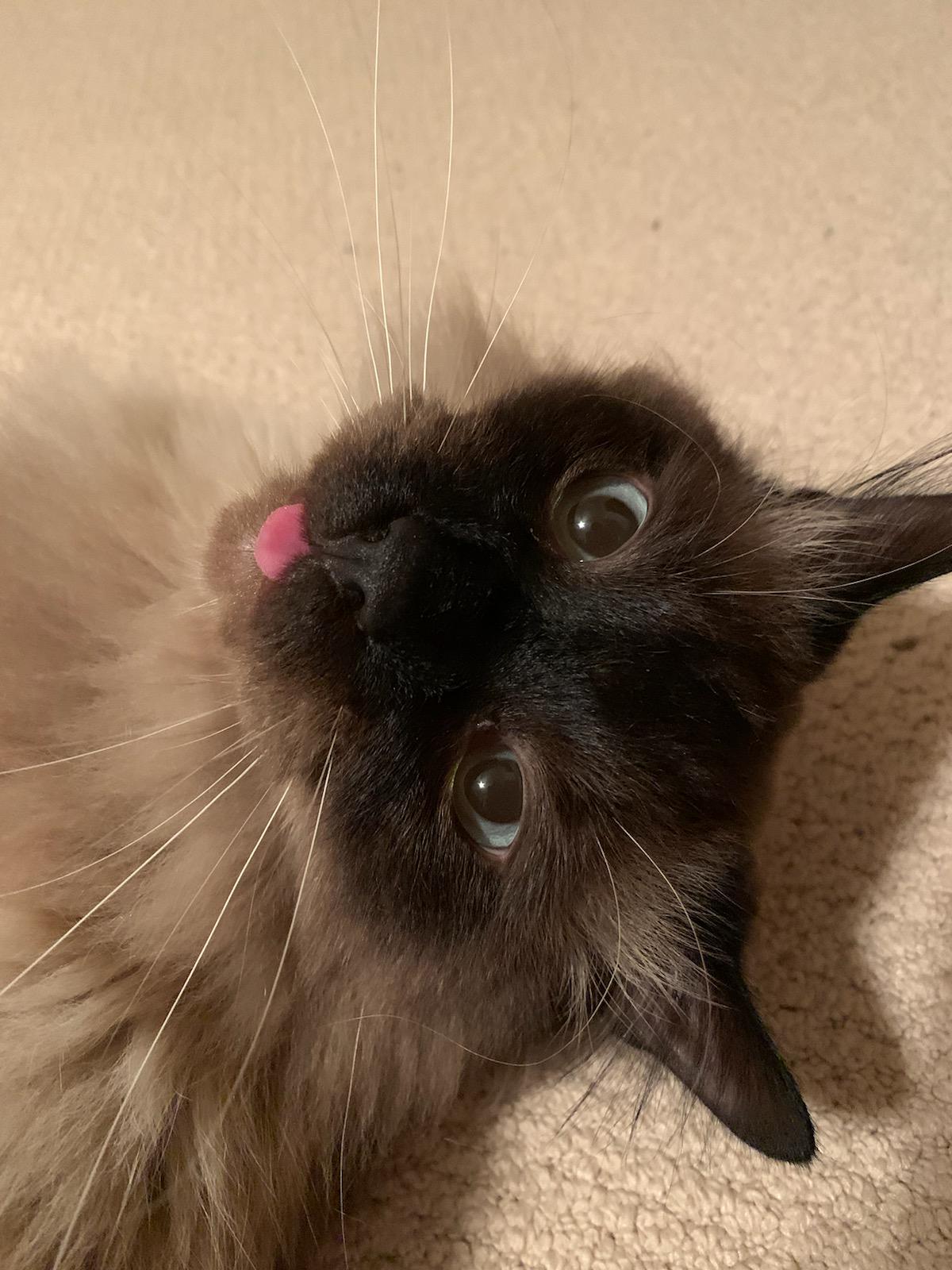 Playtime blep from Mr. Guinness | Scrolller