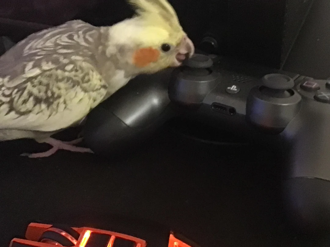 gamer birb | Scrolller