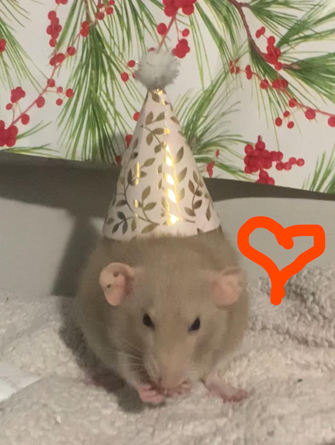 Happy New Year from my sweet old lady Maple! 🥰 | Scrolller