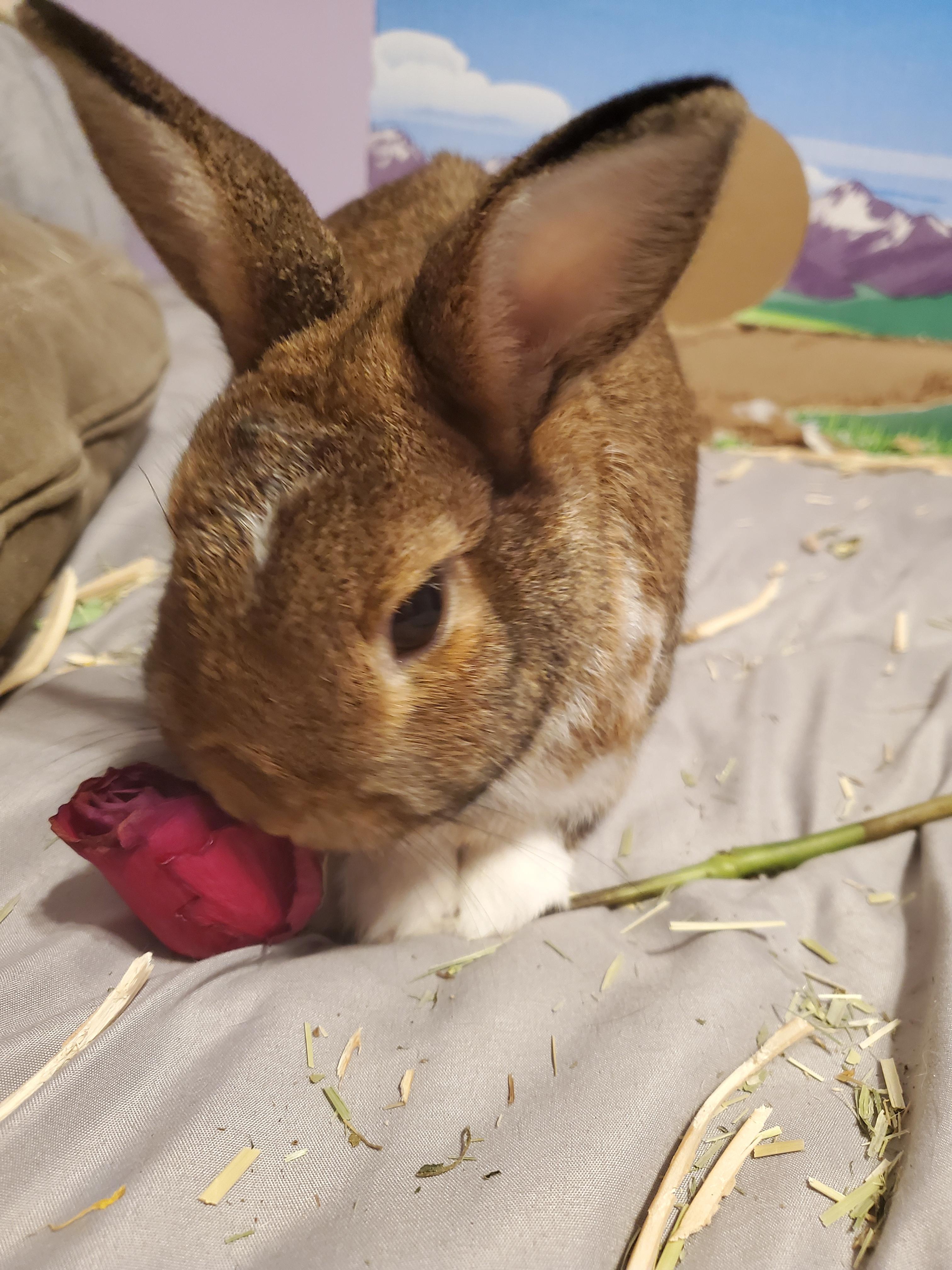 A bit of joy for you from Hopper | Scrolller