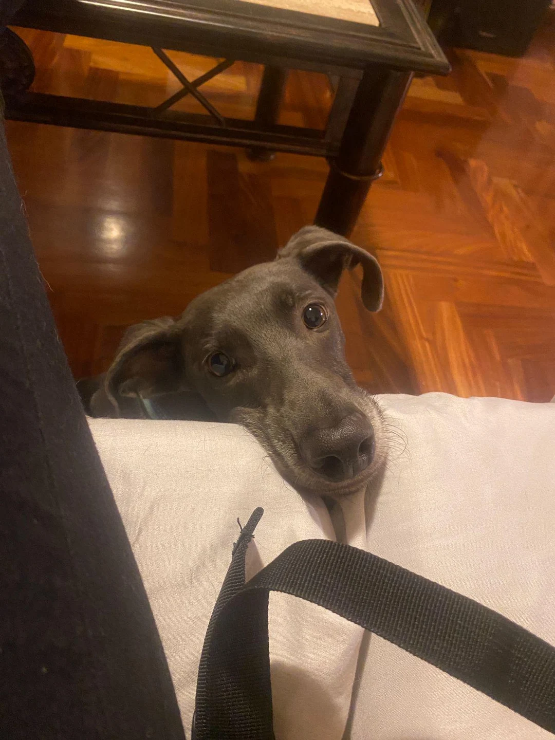 I love my greyhound | Scrolller