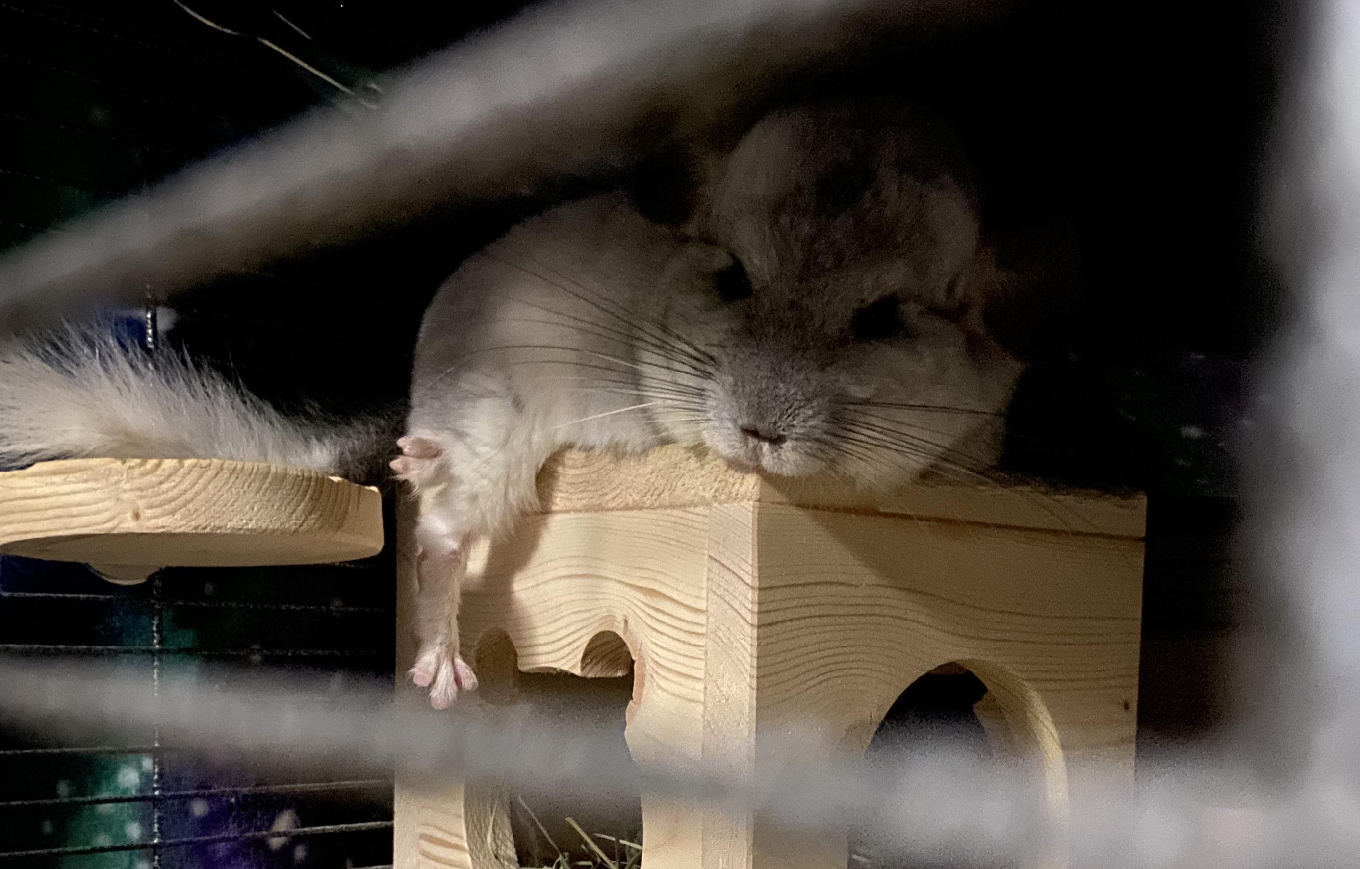 Discover more like Chinchilla: Chillaxin’ and Related Content | Scrolller