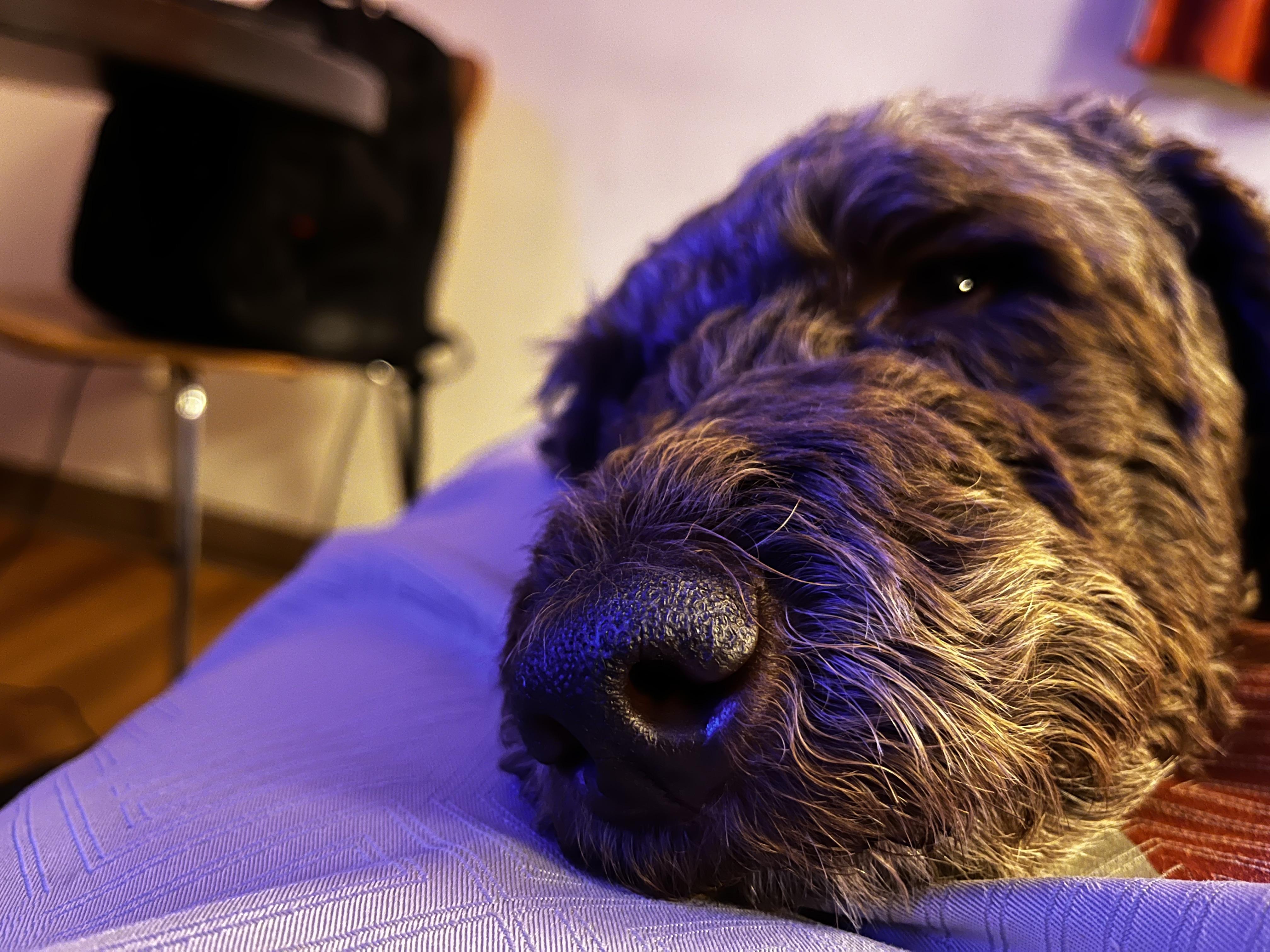 Boop the snoot | Scrolller