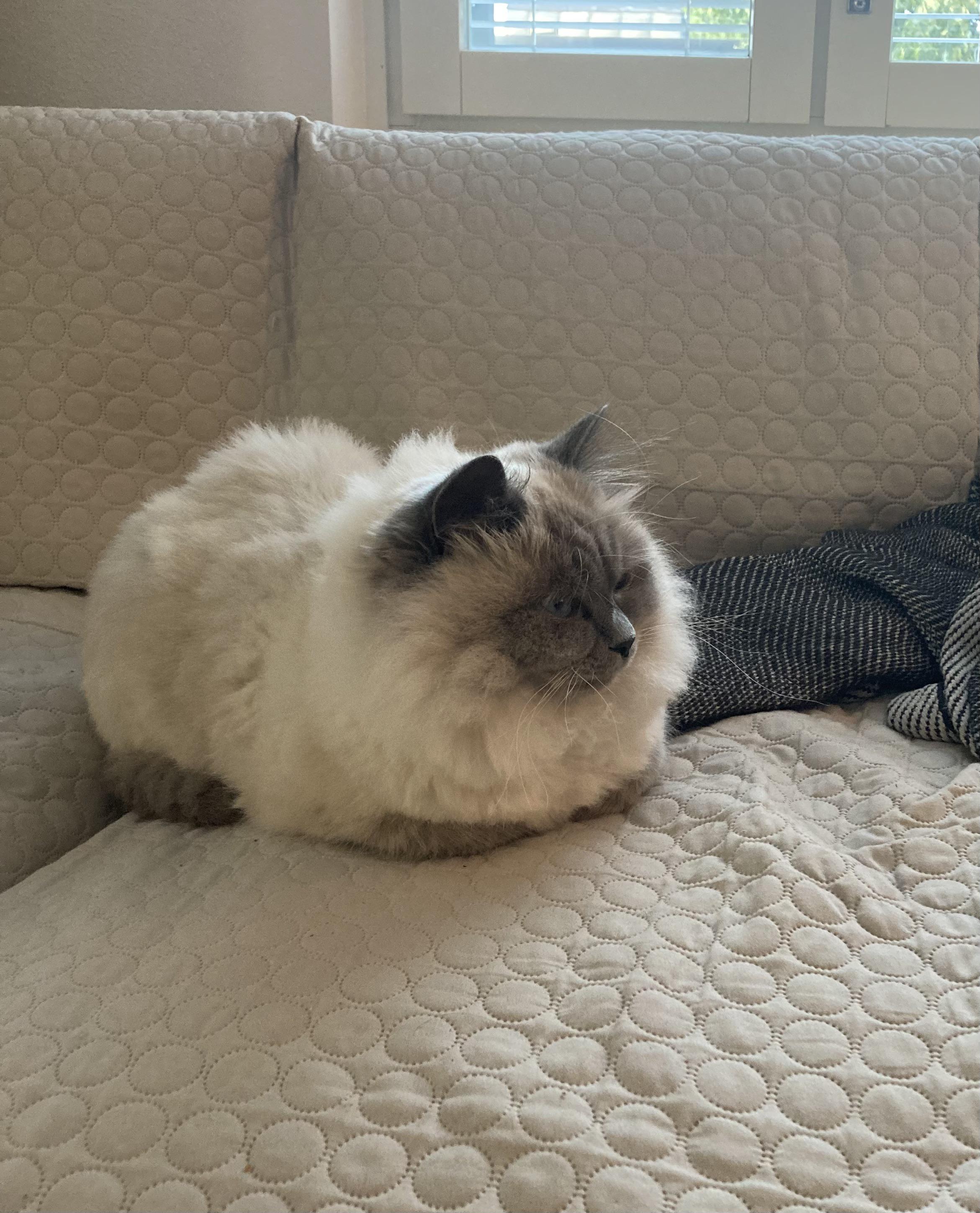 Fluffy loaf | Scrolller