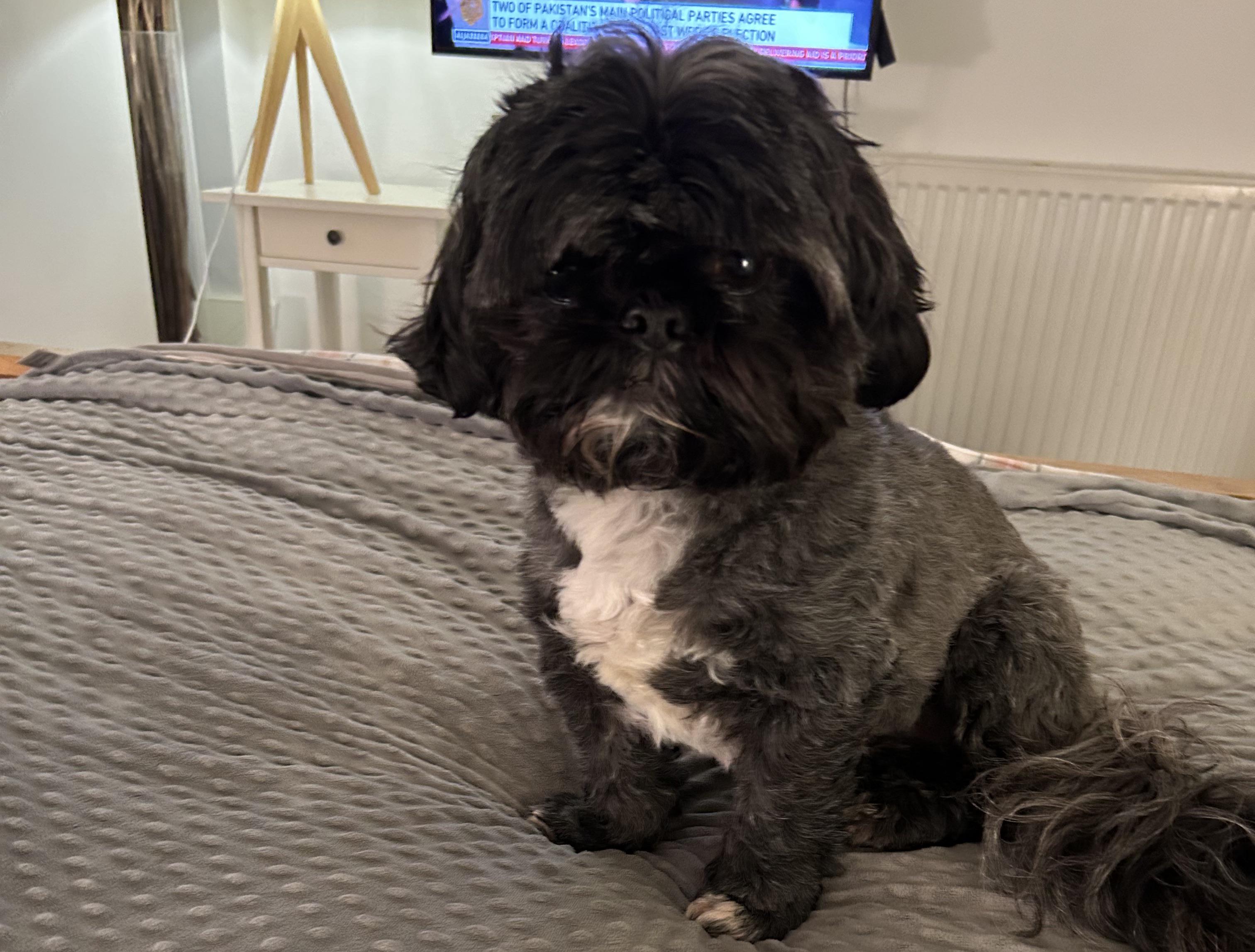 How much does you shih tzu weigh? | Scrolller