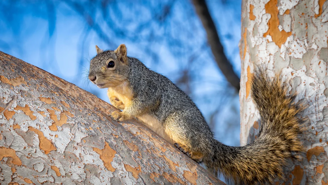 Winter's Day Squirrel | Scrolller