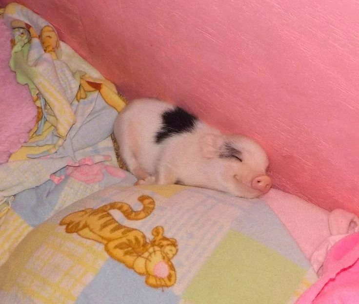 cute little pig | Scrolller