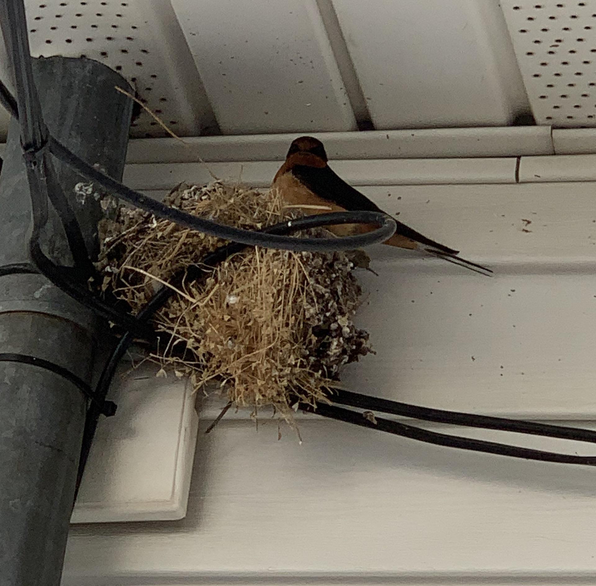 Barn swallow in her? nest | Scrolller