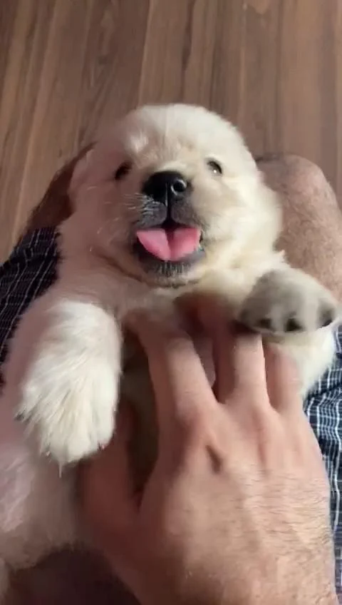 Happy pupper (OC) | Scrolller