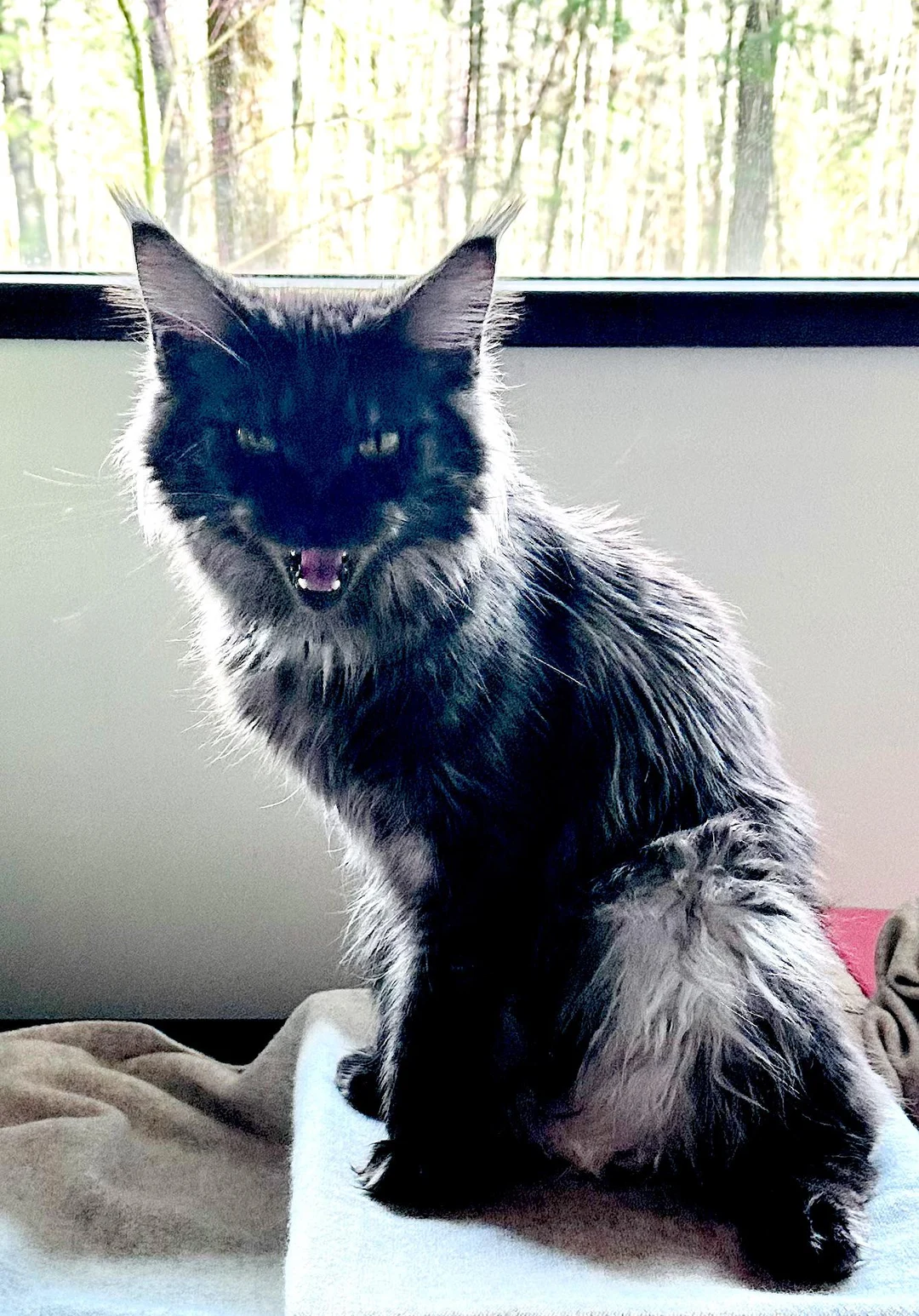 Meet Olive. She’s fierce and she knows it! | Scrolller