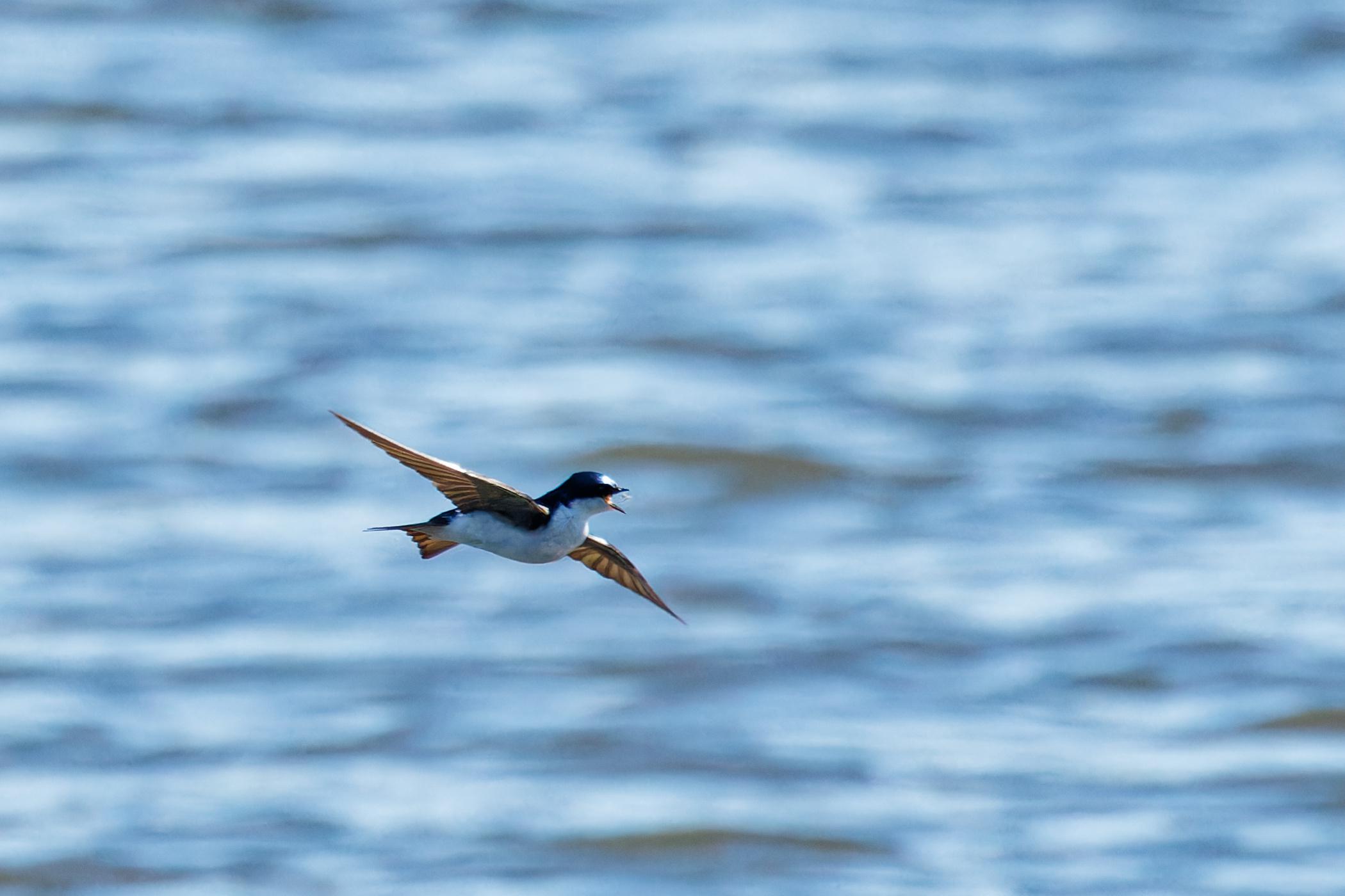 A tree swallow swallowing an insect mid flight | Scrolller