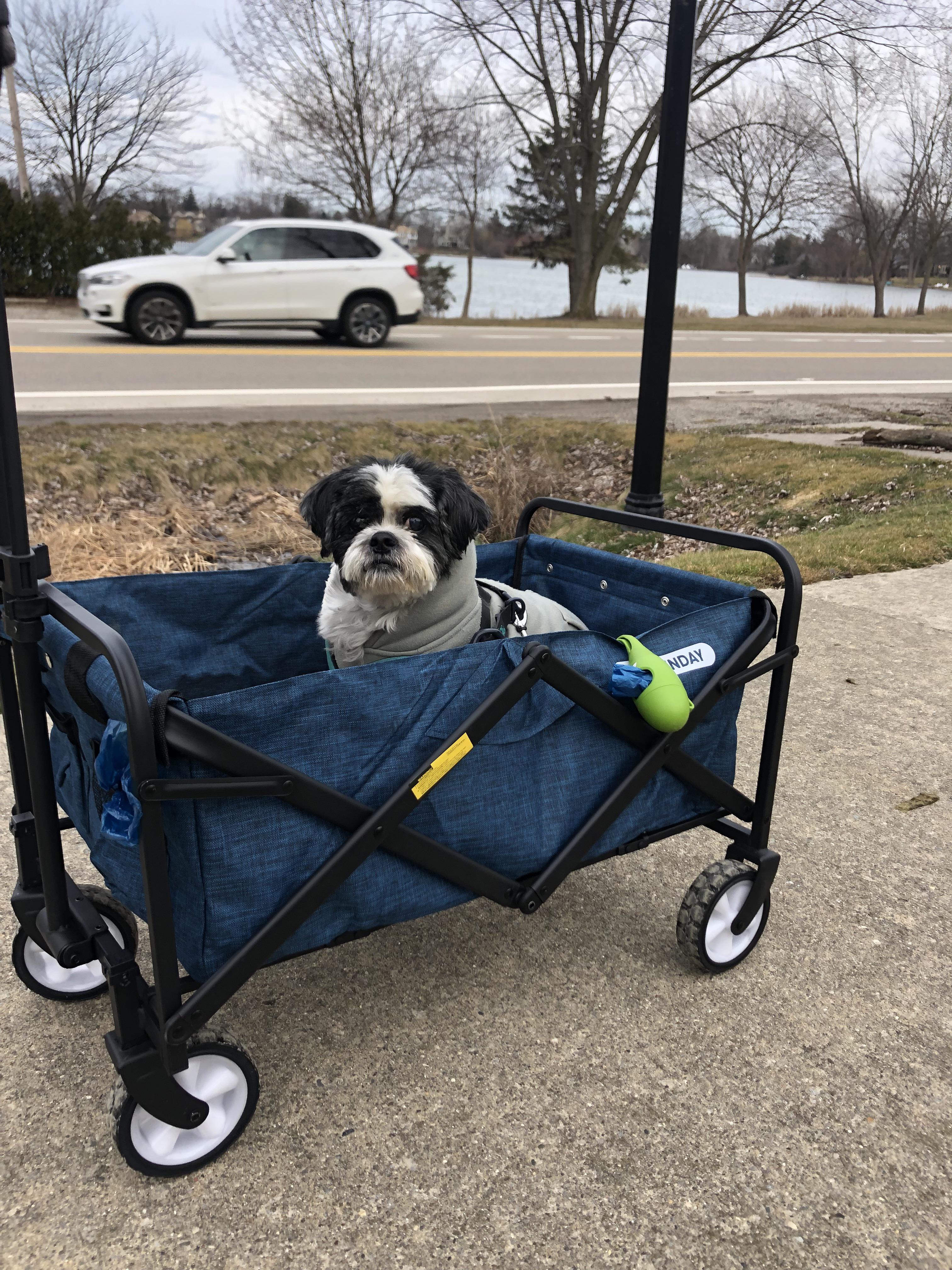 Just an old man and his wagon ️ Henry, 14yo | Scrolller