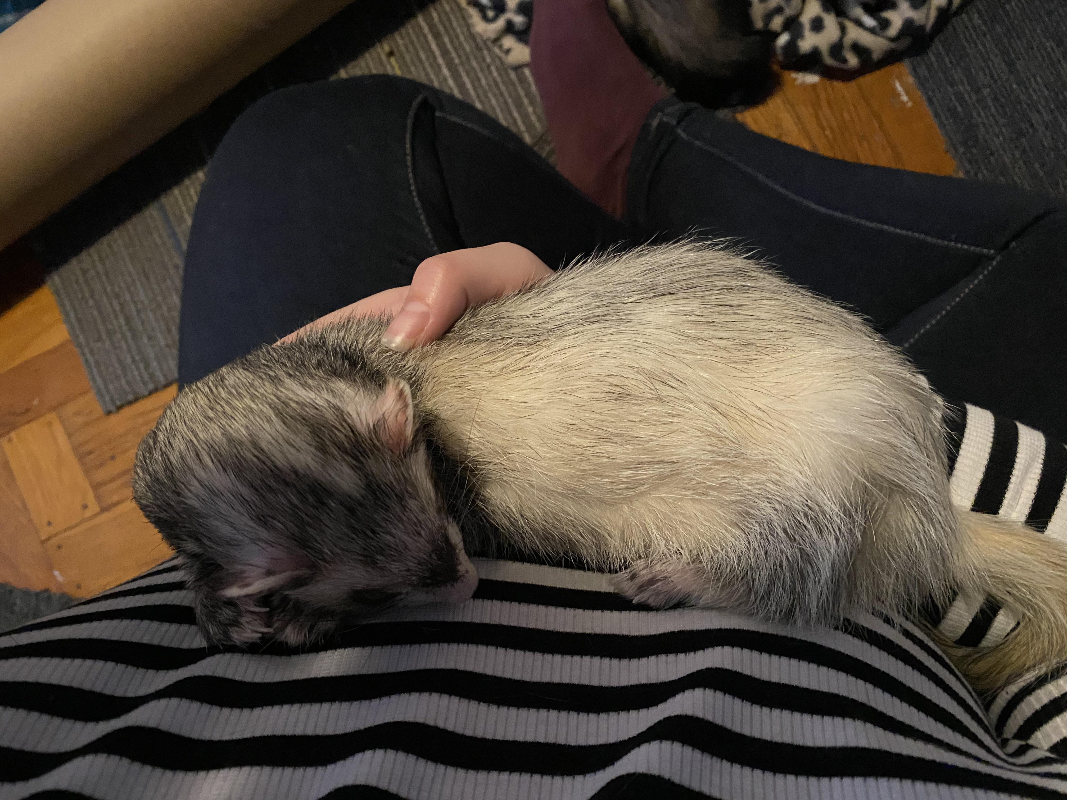 Sweet little Tulip 🥹💜 | Scrolller