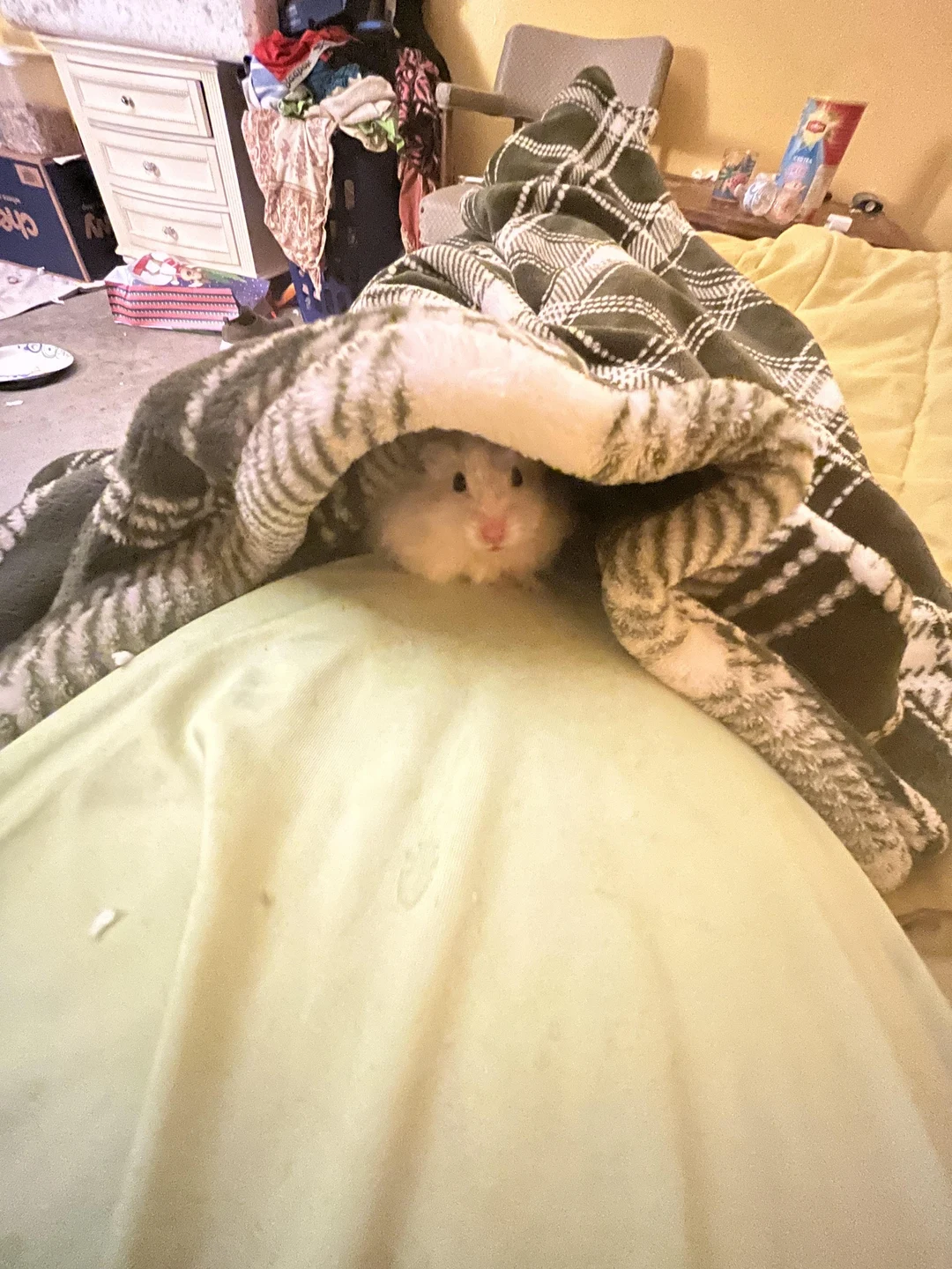 Hello from mufasa and his human slave. He’s doing great sorry I haven’t posted much so busy ...