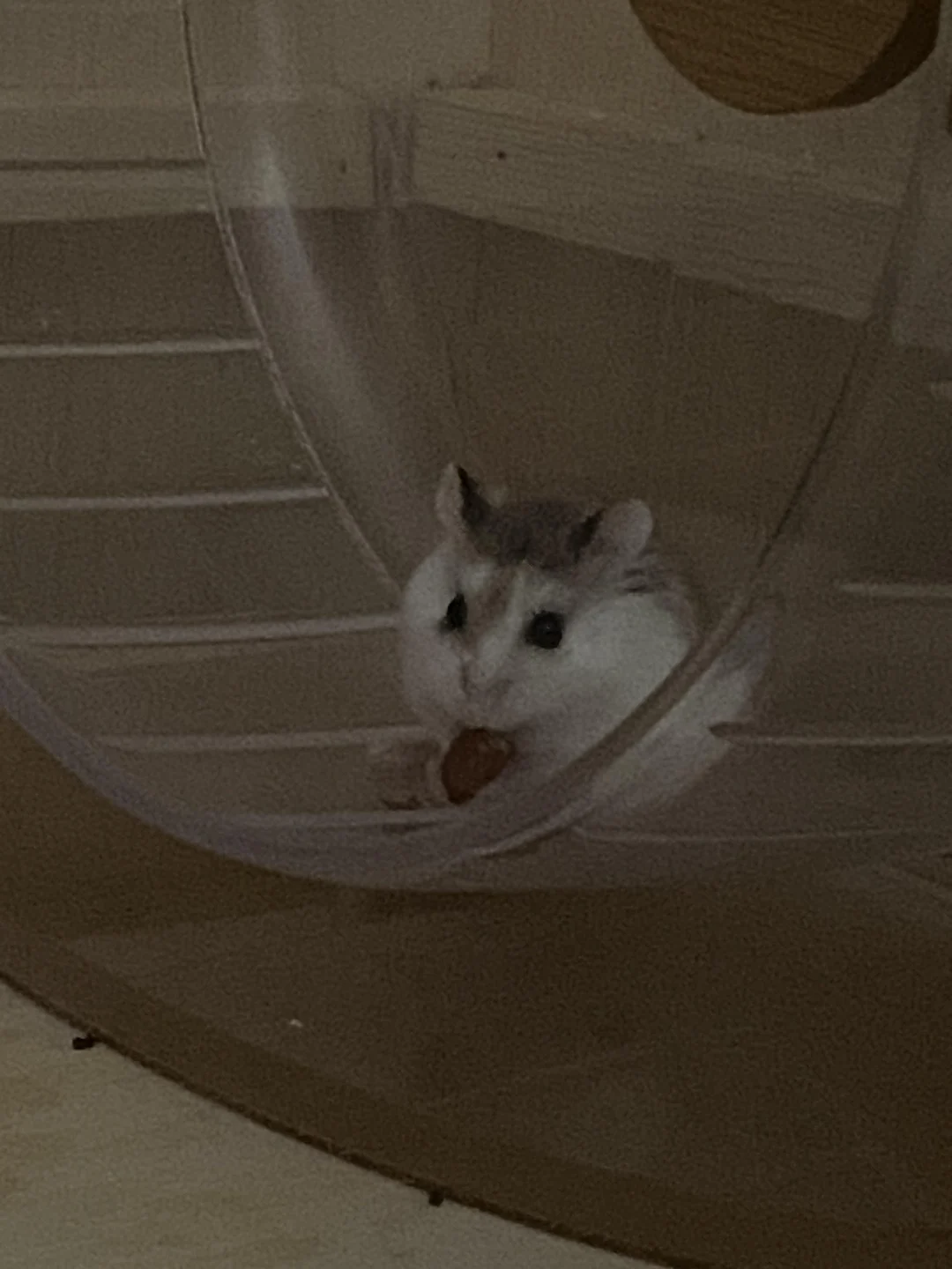 Miss Honey enjoying a nut | Scrolller