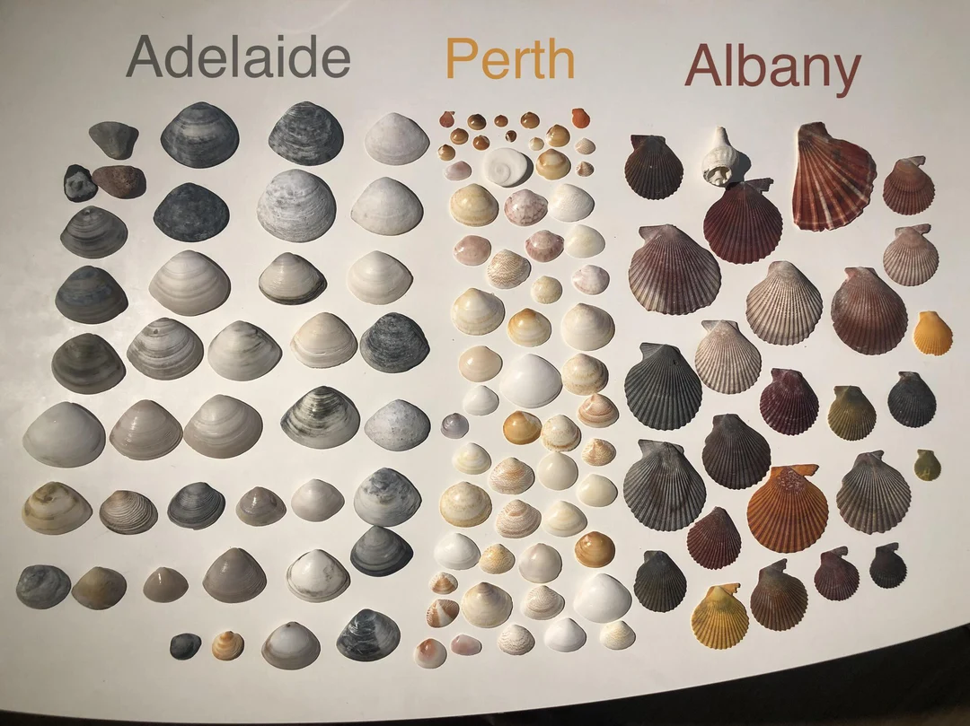 Seashells of different cities | Scrolller