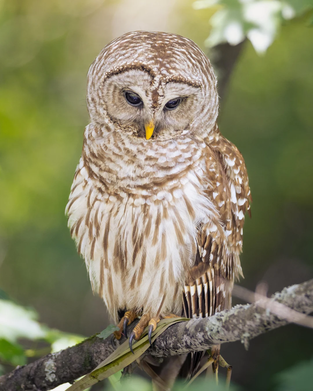 A Rather Shy Owl | Scrolller