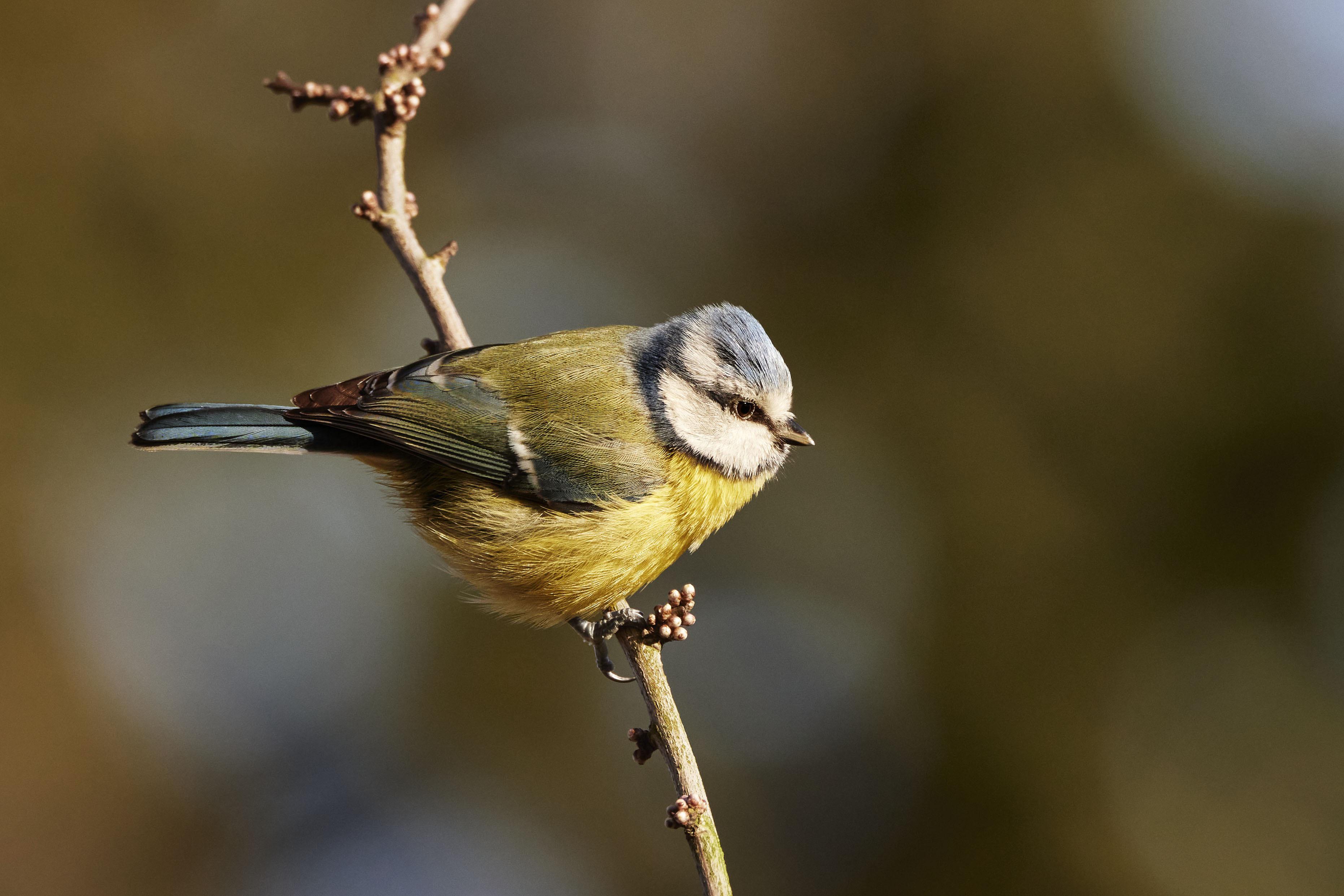 Eurasian Blue Tit | Scrolller
