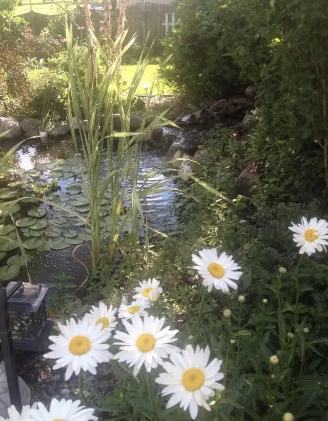 Other side looking at my pond | Scrolller