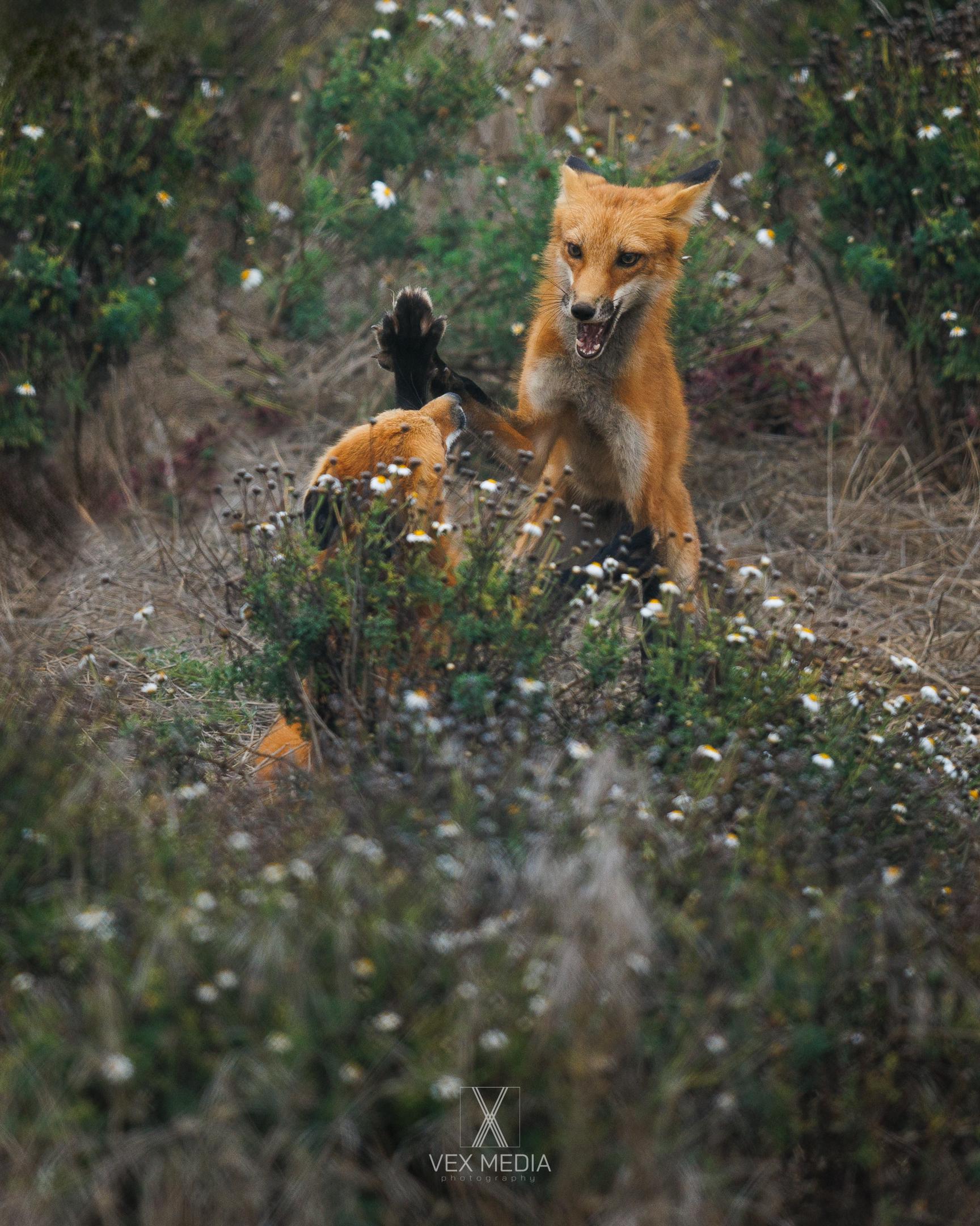 Fox high five! | Scrolller