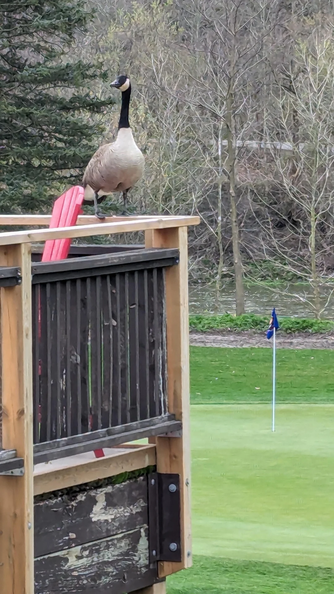 This is the gallery for the 18th green, are you making the putt? | Scrolller