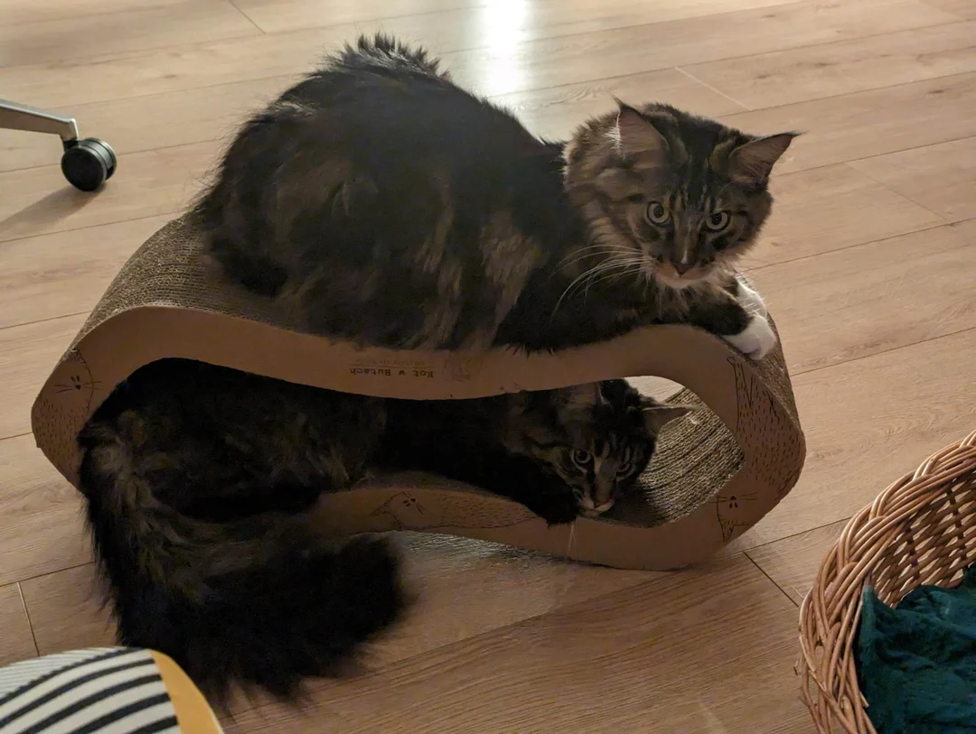 A coon double-decker | Scrolller