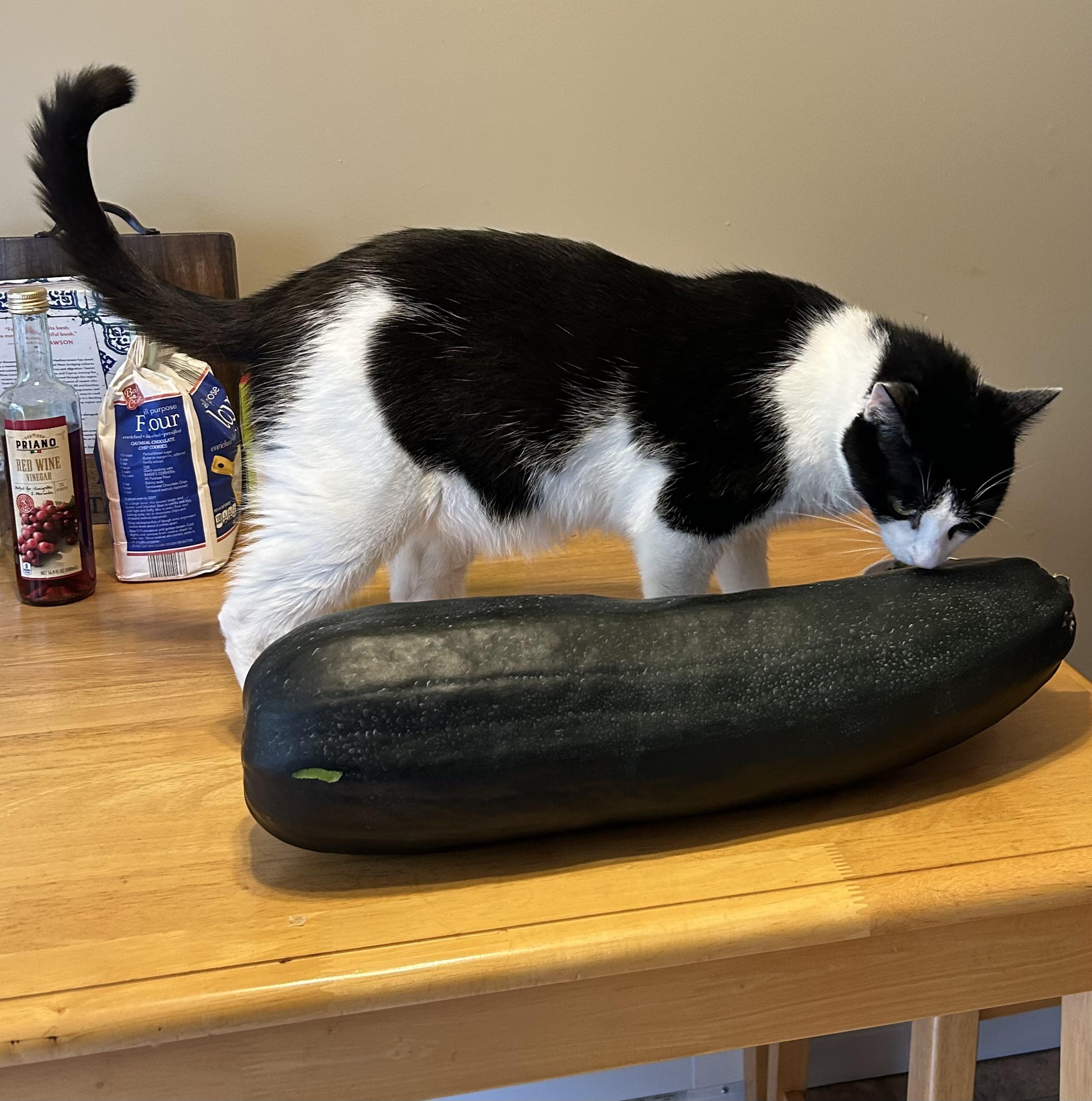 For scale | Scrolller