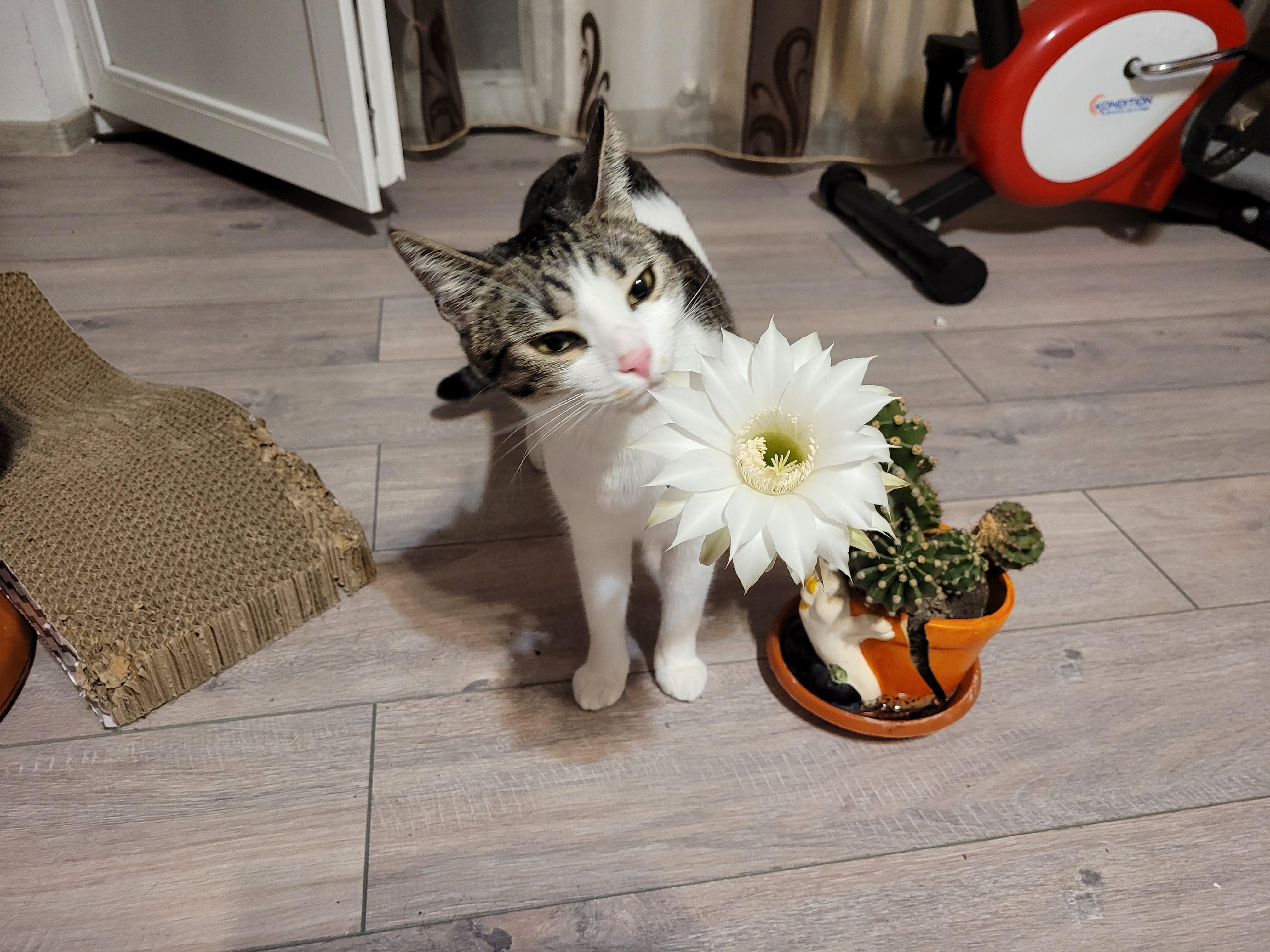 Taylor sniffing a cactus flower | Scrolller