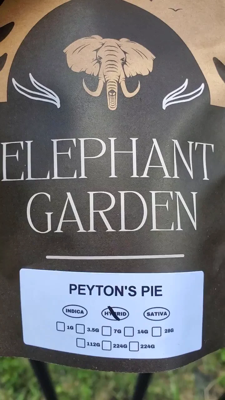 Peyton's Pie | Scrolller