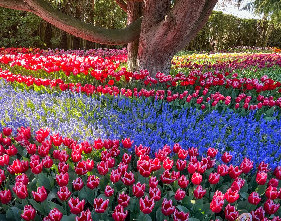 Skagit Valley tulip festival, Washington [OC] 3000x2500 | Scrolller