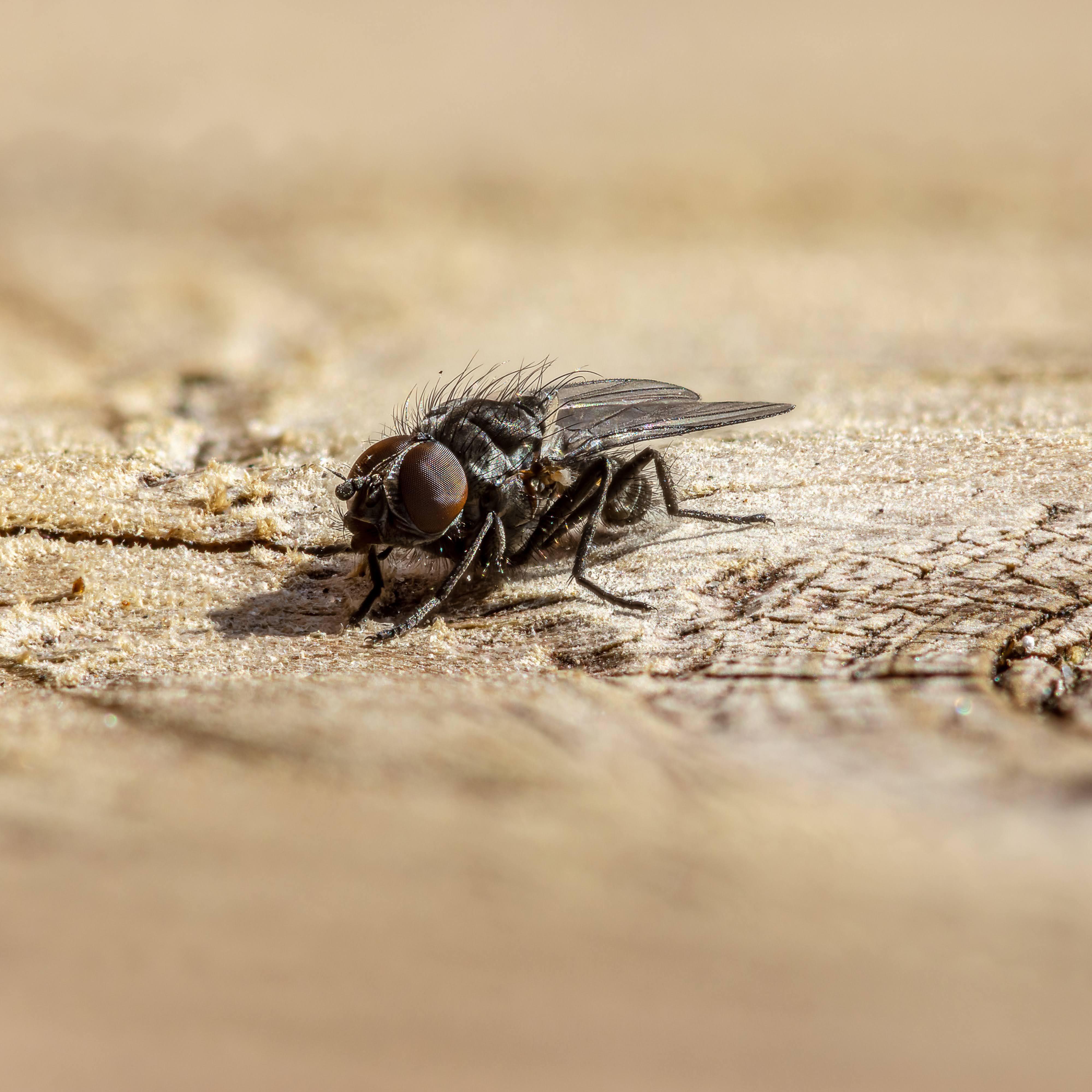 Young fly | Scrolller