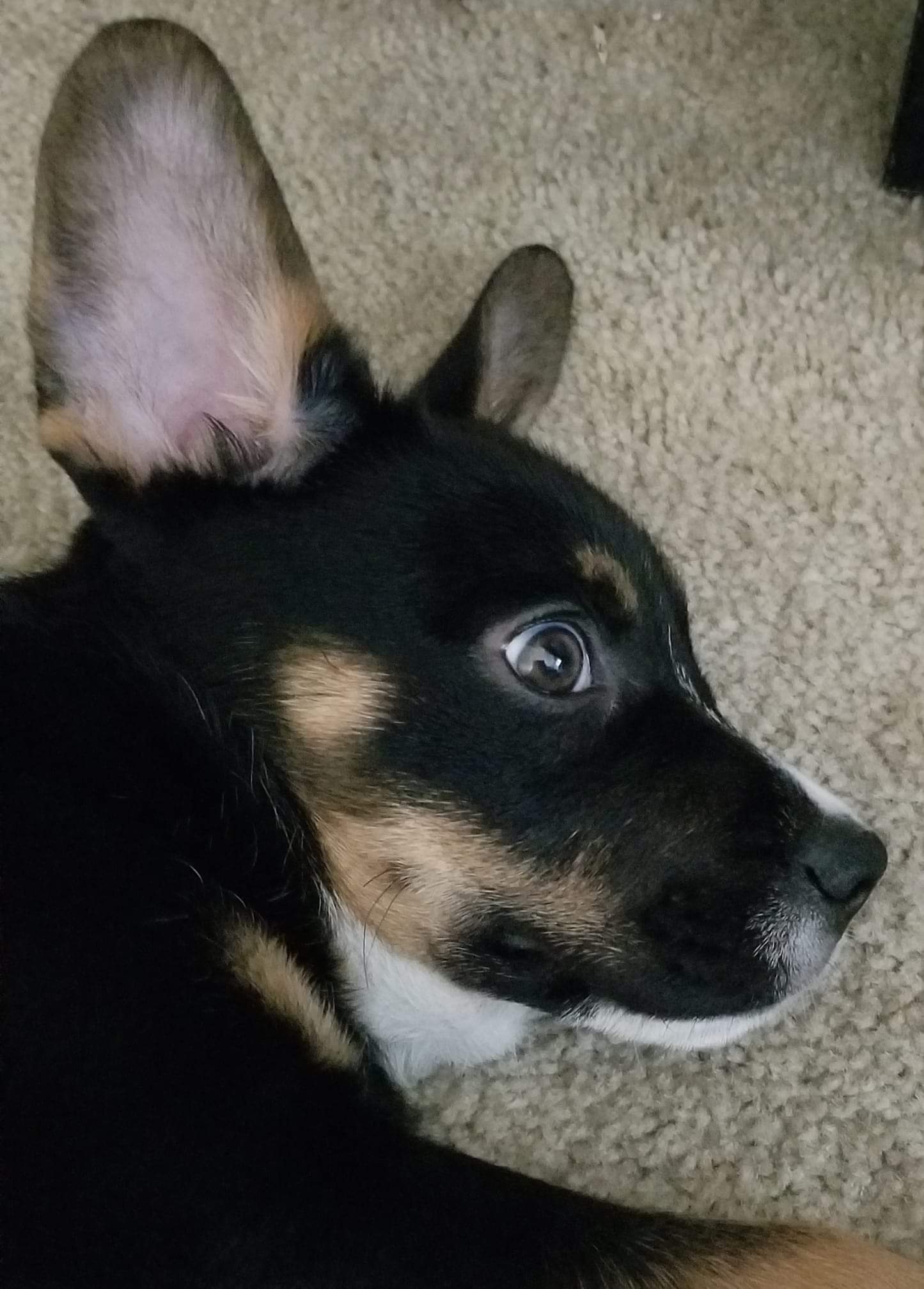 Should I be worried her ears will keep growing?? | Scrolller