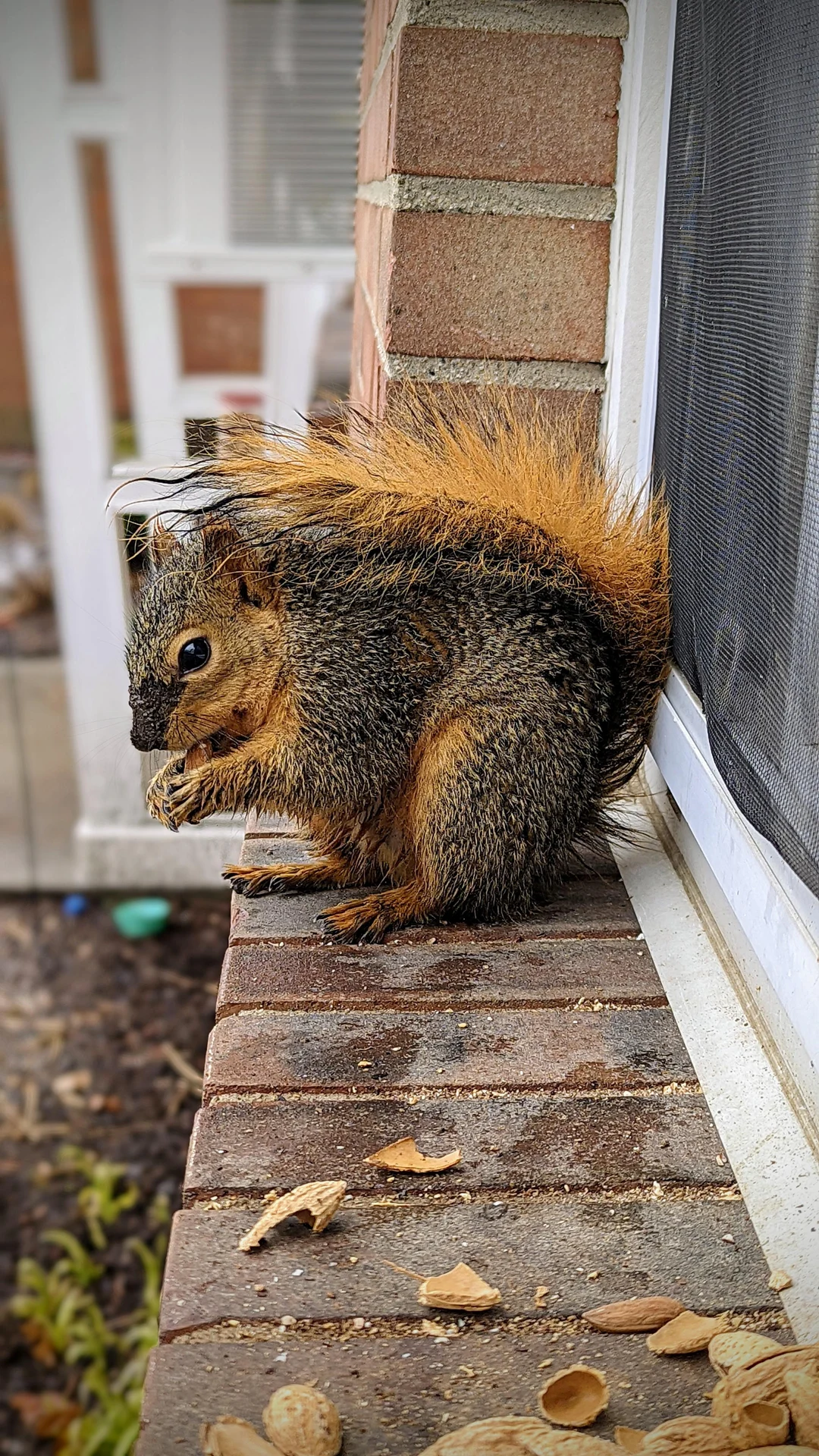 Bubba and his muddy face! | Scrolller