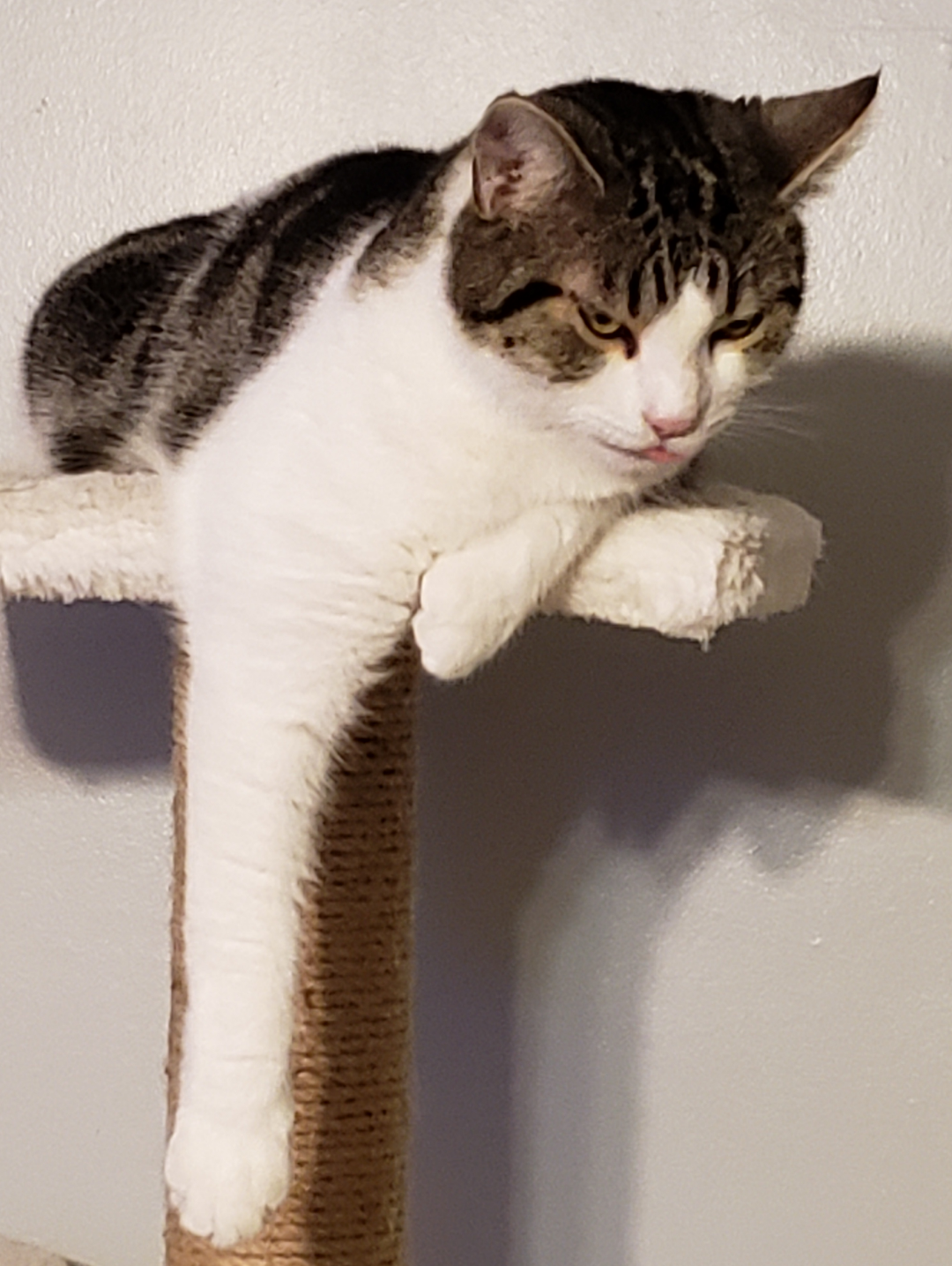 Vincent Van Gato and a little blep! | Scrolller