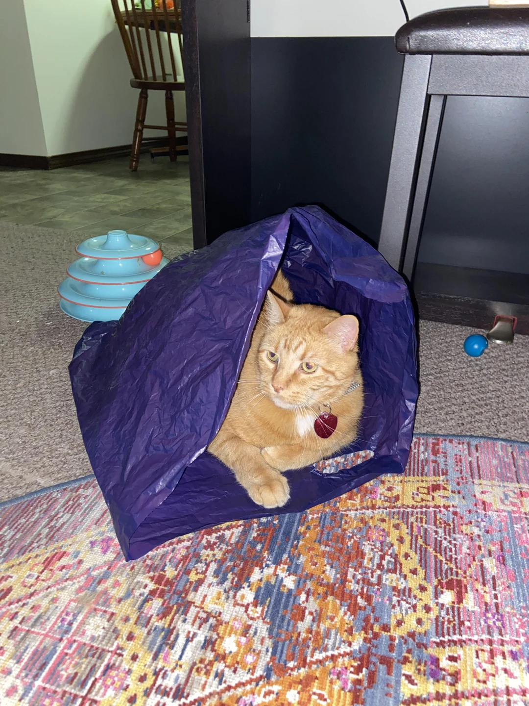 Nikita comfy in his bag trap. | Scrolller