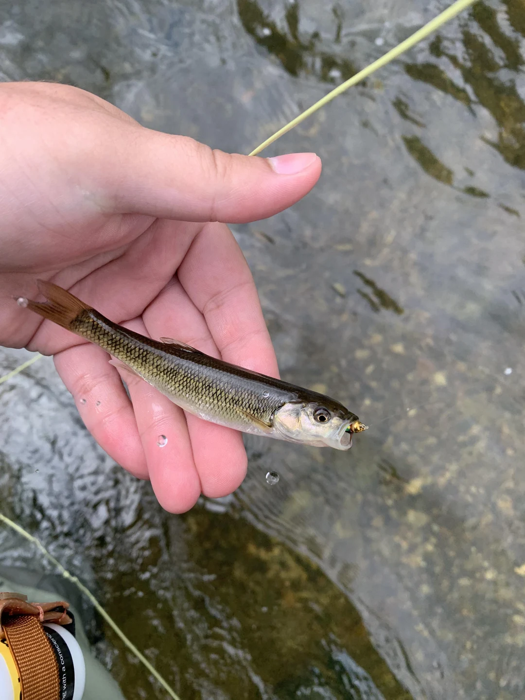 Help identify fish | Scrolller