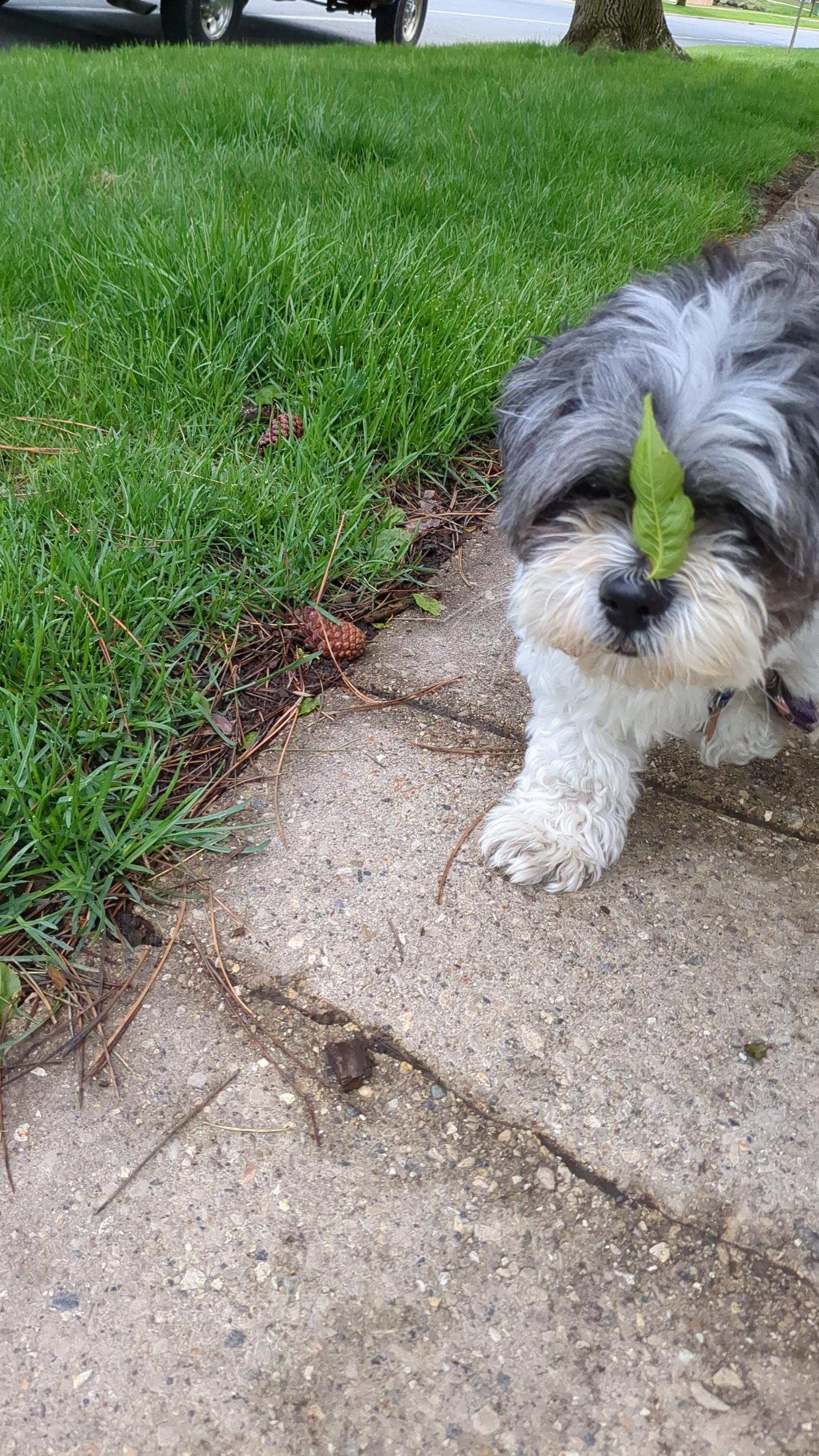 My girl got a leaf stuck on her face when we went on a walk today. It ...