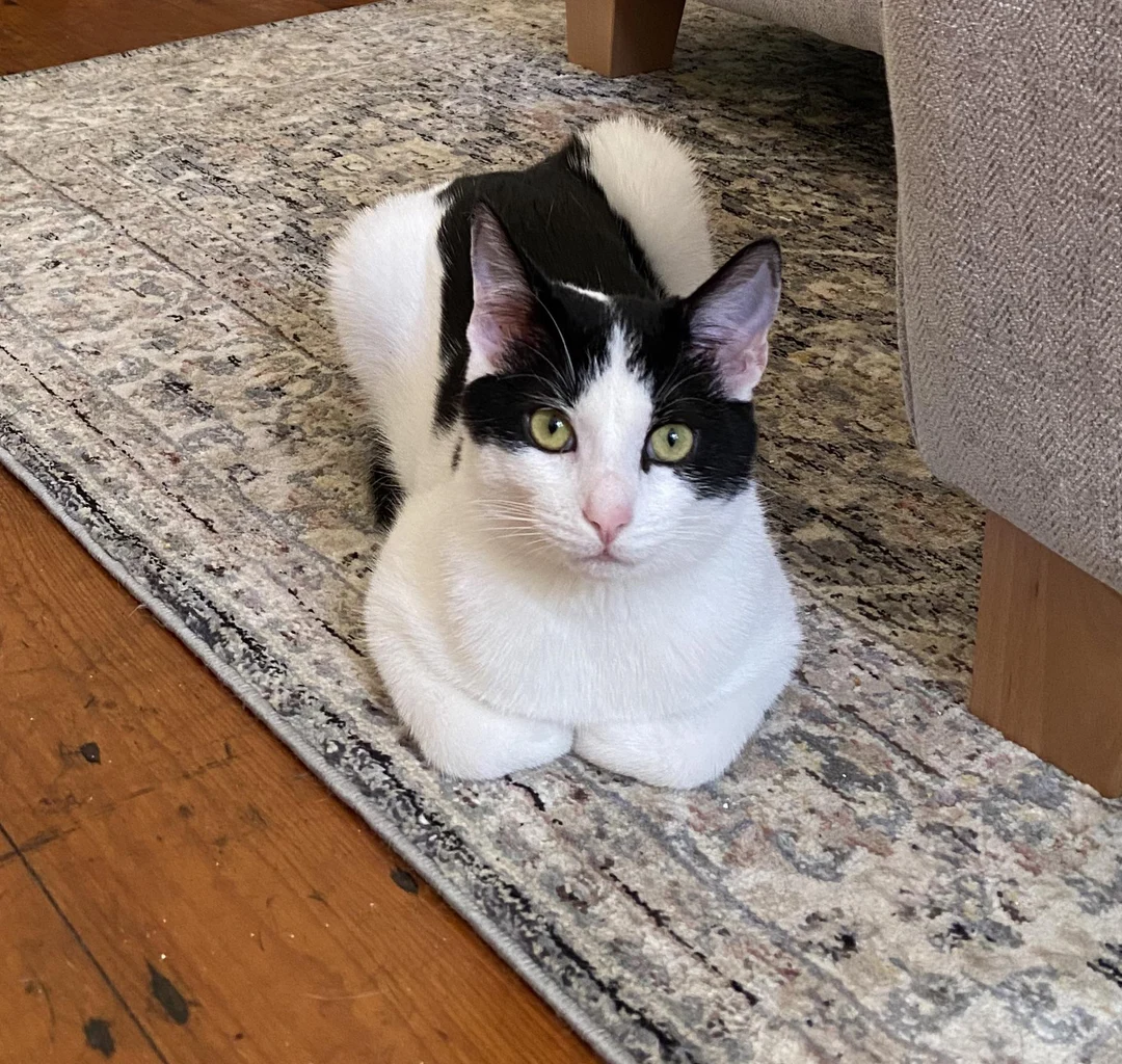 Freshly baked Bruce bread | Scrolller