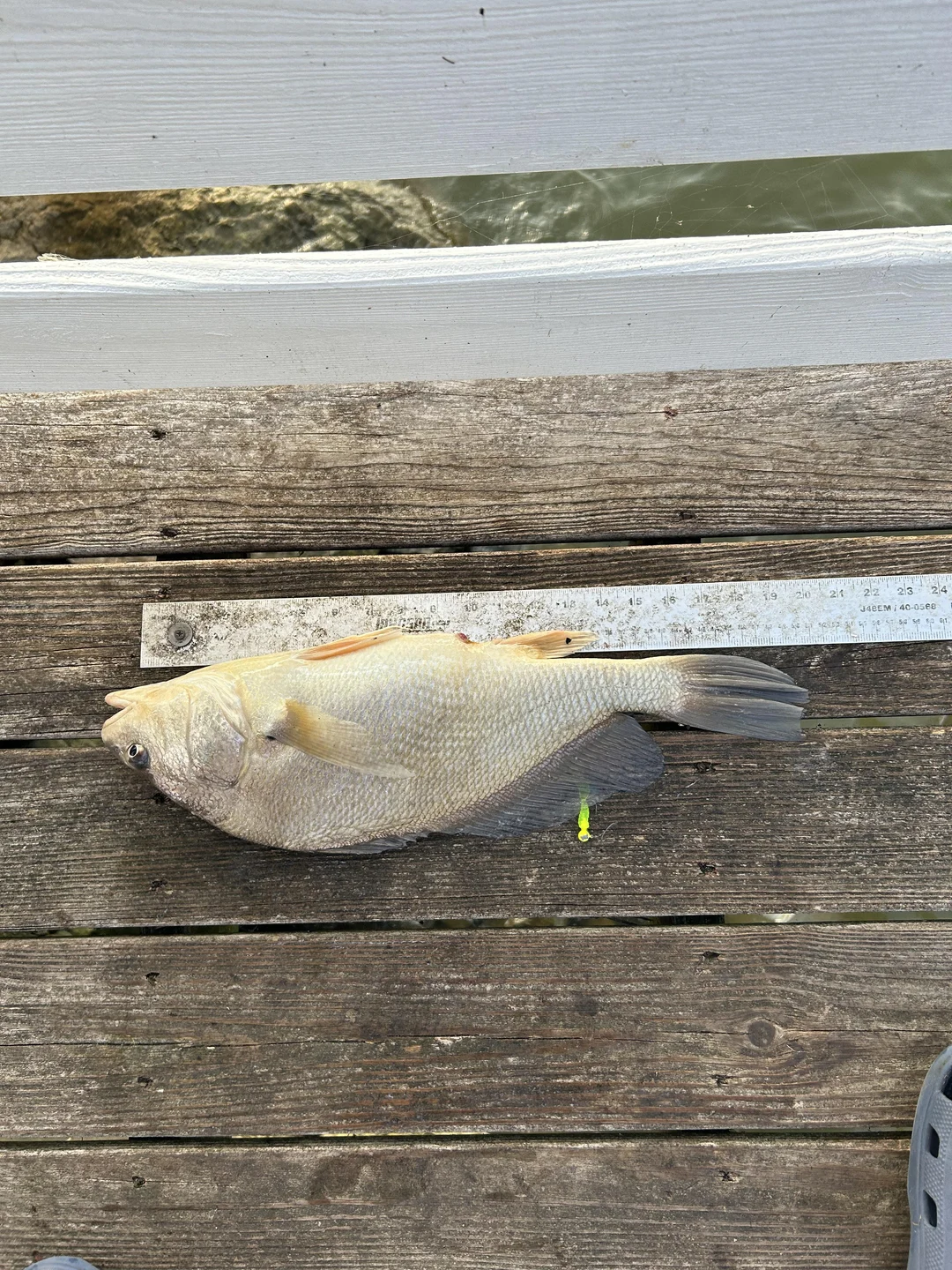 Is this a white perch? | Scrolller